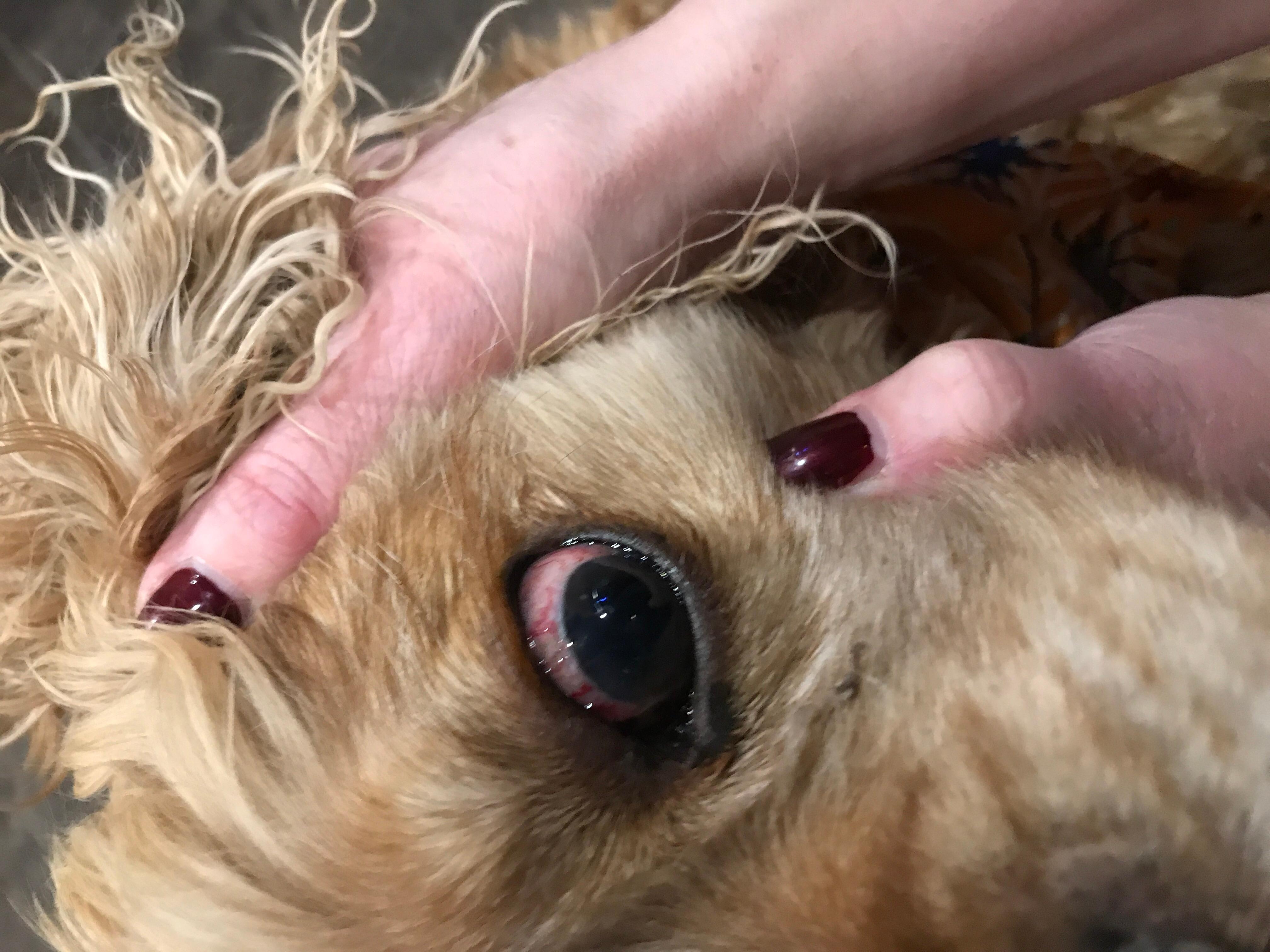 Cocker Spaniel's Eye: Cloudy, Bloodshot After Drops? Why It Returns | Petco