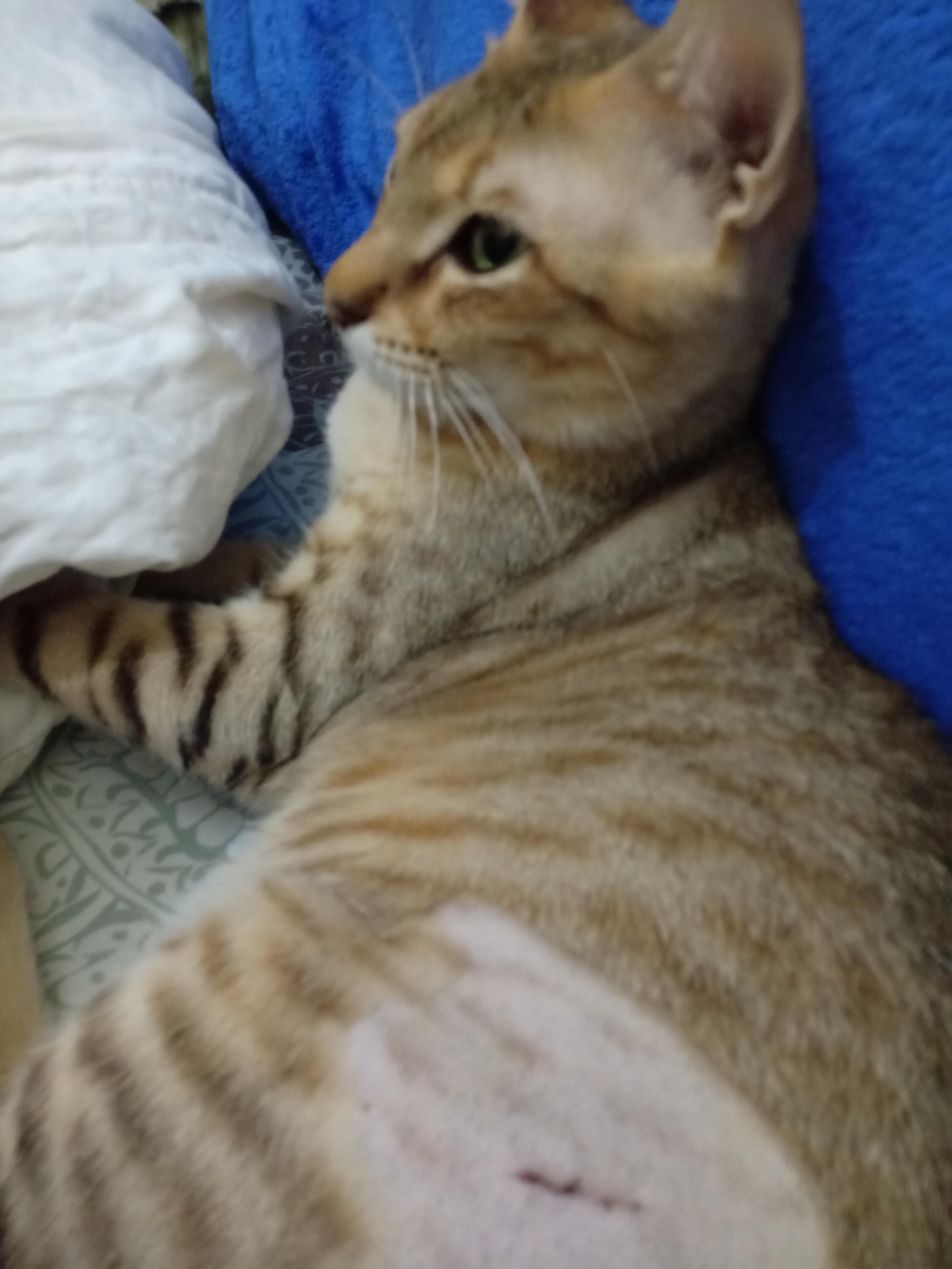 My Cat's Spay Incision Is Open on a Holiday? Get Urgent Help | Petco