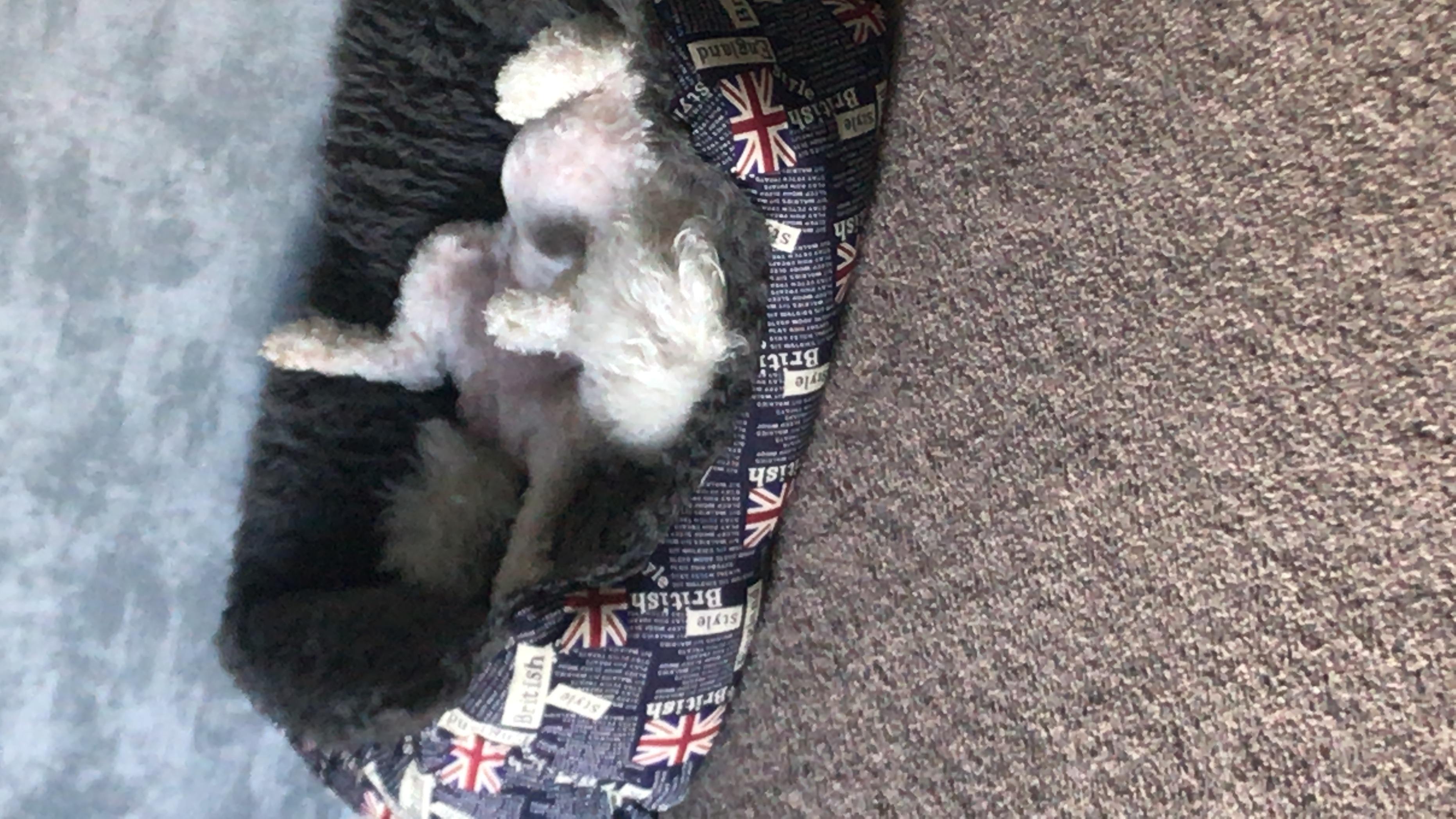 Dog fell off bed, limping, won't put weight on leg. What's wrong? | Petco