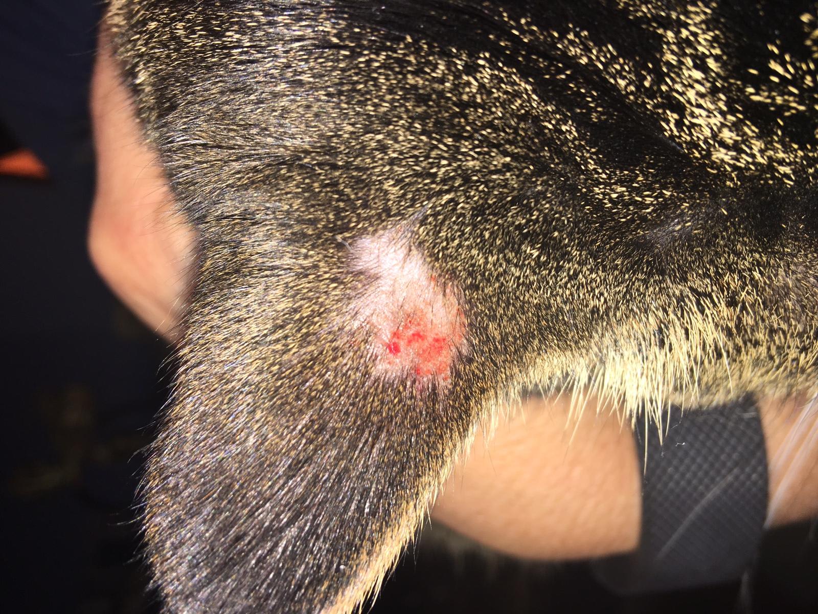 What should I do if my cat has a rash on the outside of its ear? | Petco