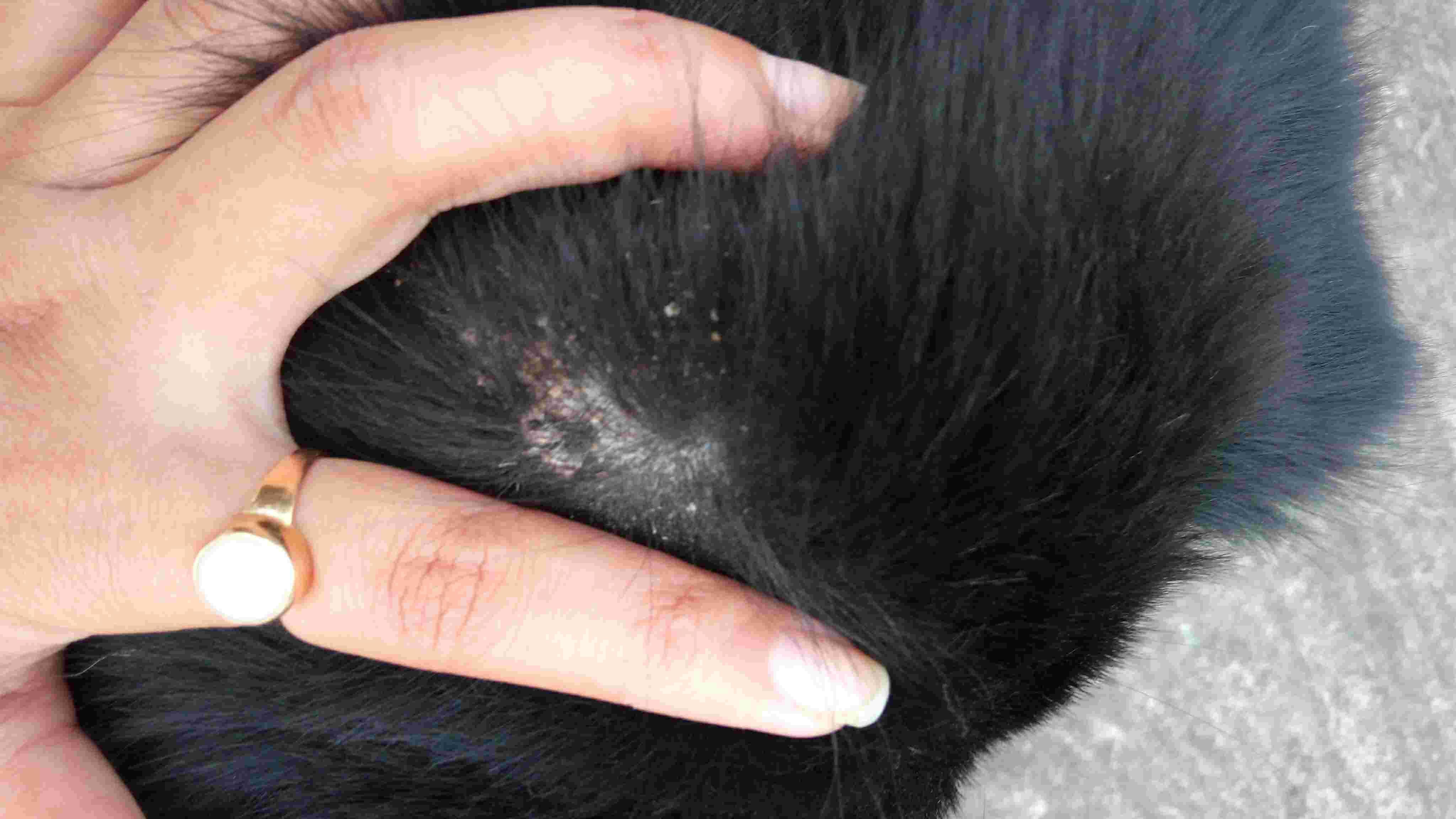 My Dog Has Itchy, Flaky Skin: What's Causing It & How to Treat? | Petco