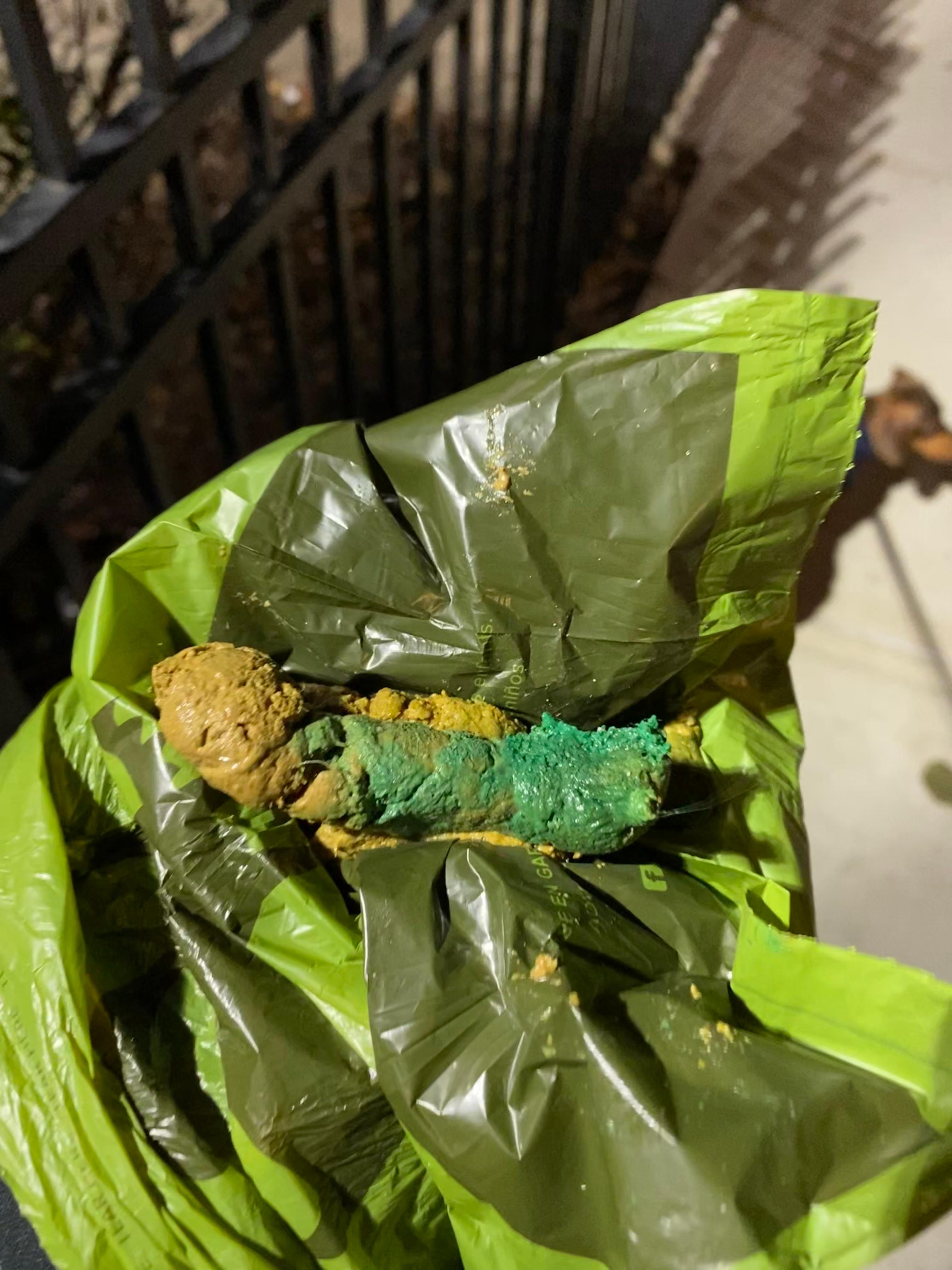 Why is my dog's poop green? What to do about green stool | Petco