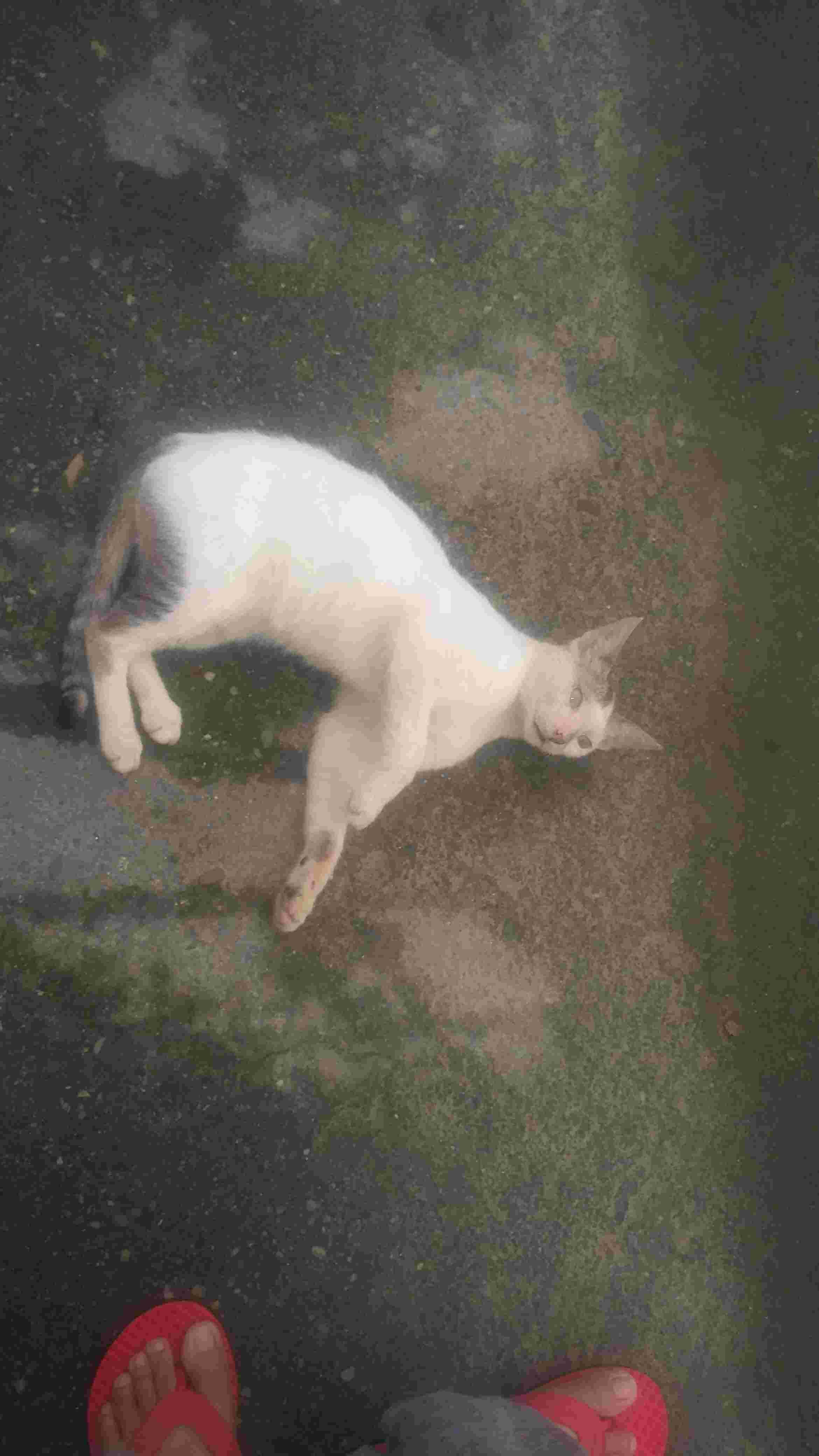 Scratched by a Stray Cat? Understand Disease Risks & What to Do | Petco