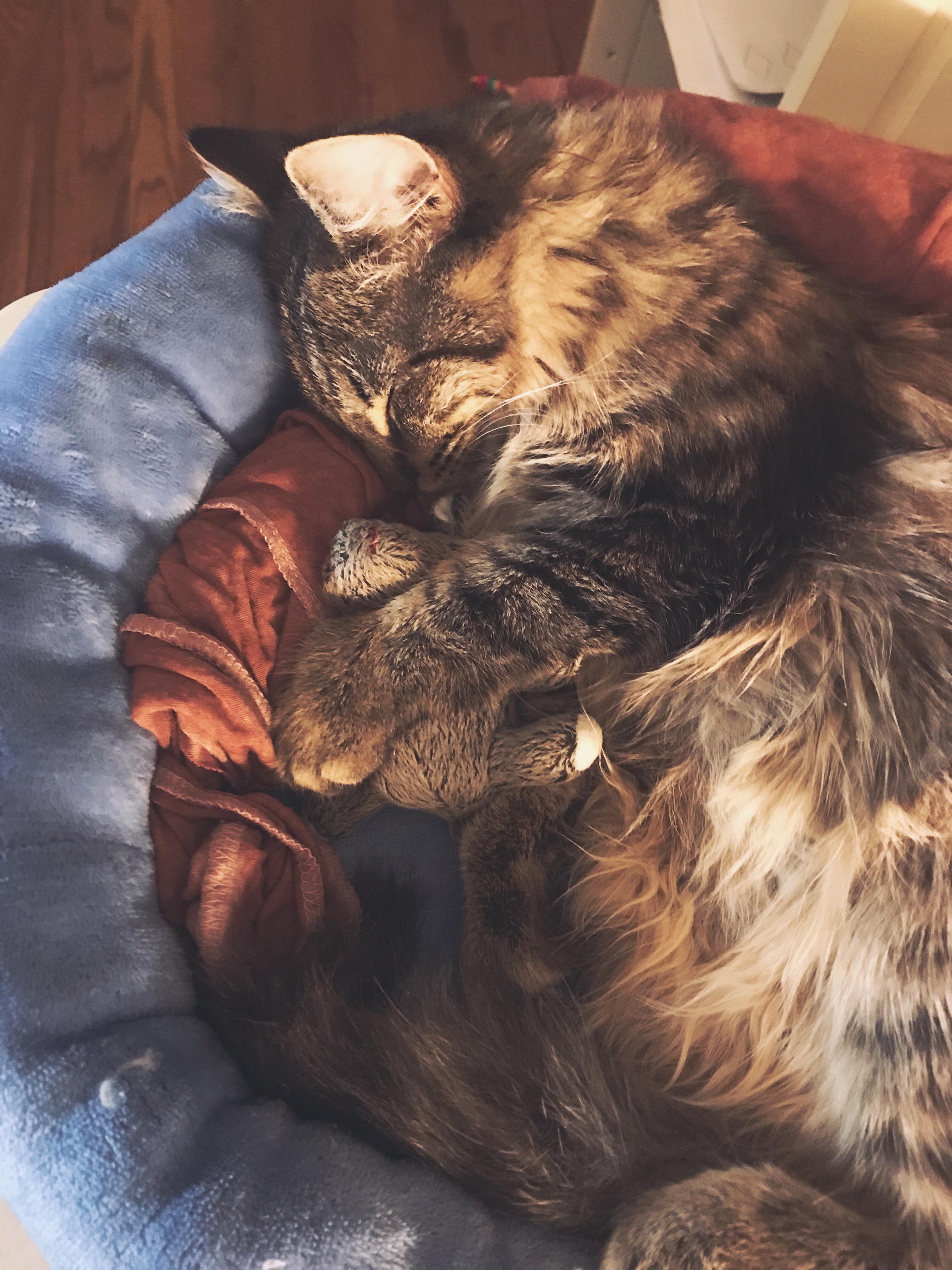 Orbax for Cat UTI: Is it Safe? What About Retinal Damage Risk? | Petco