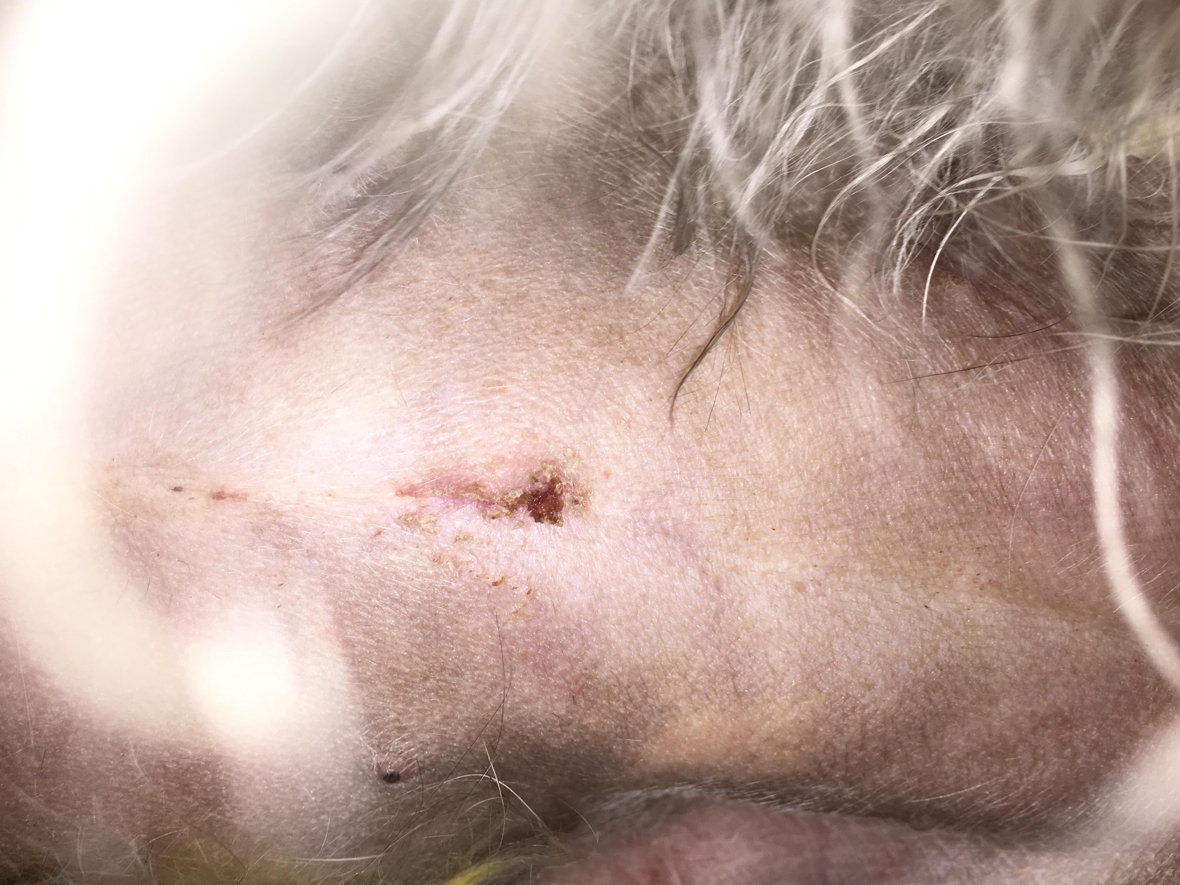 My Dog's Spay Incision Red After Stairs? Is It Normal? | Petco