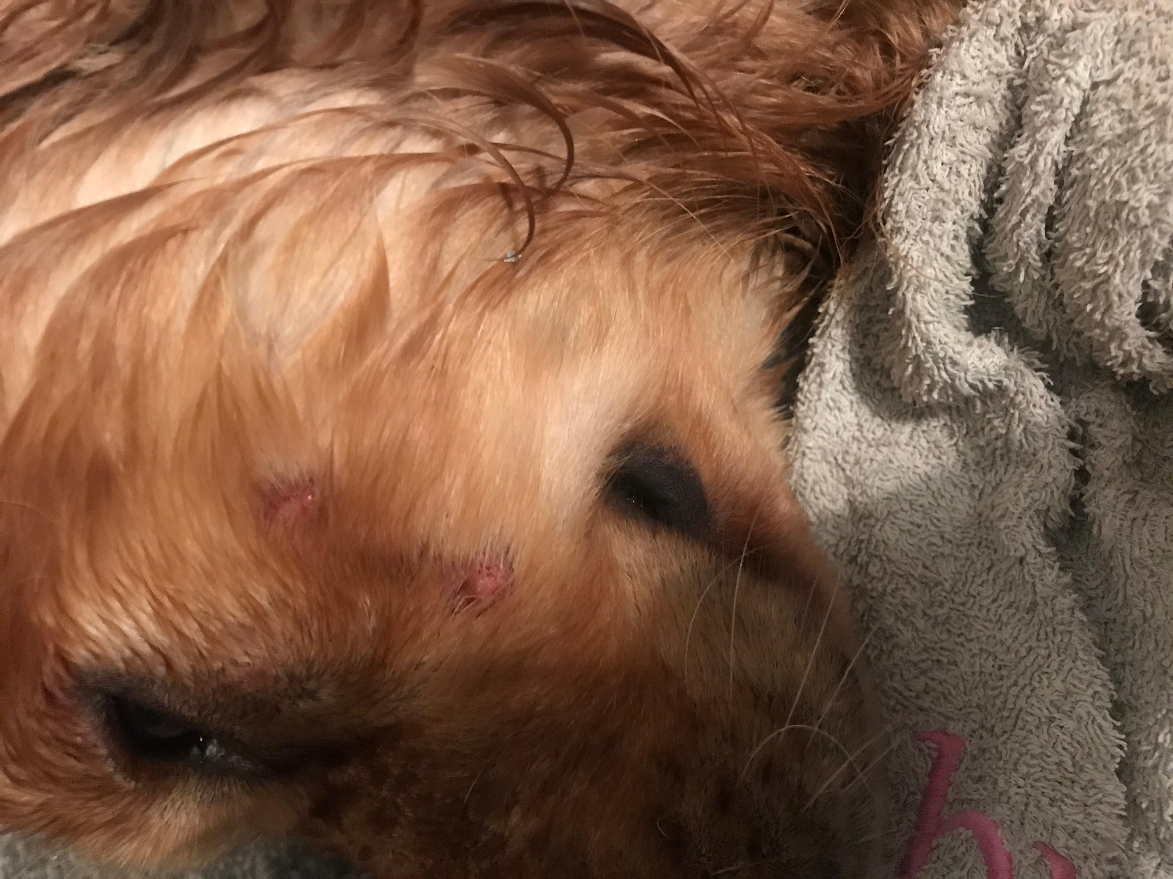 My Dog Has Irritated Red Bumps on His Face: Should You See a Vet? | Petco