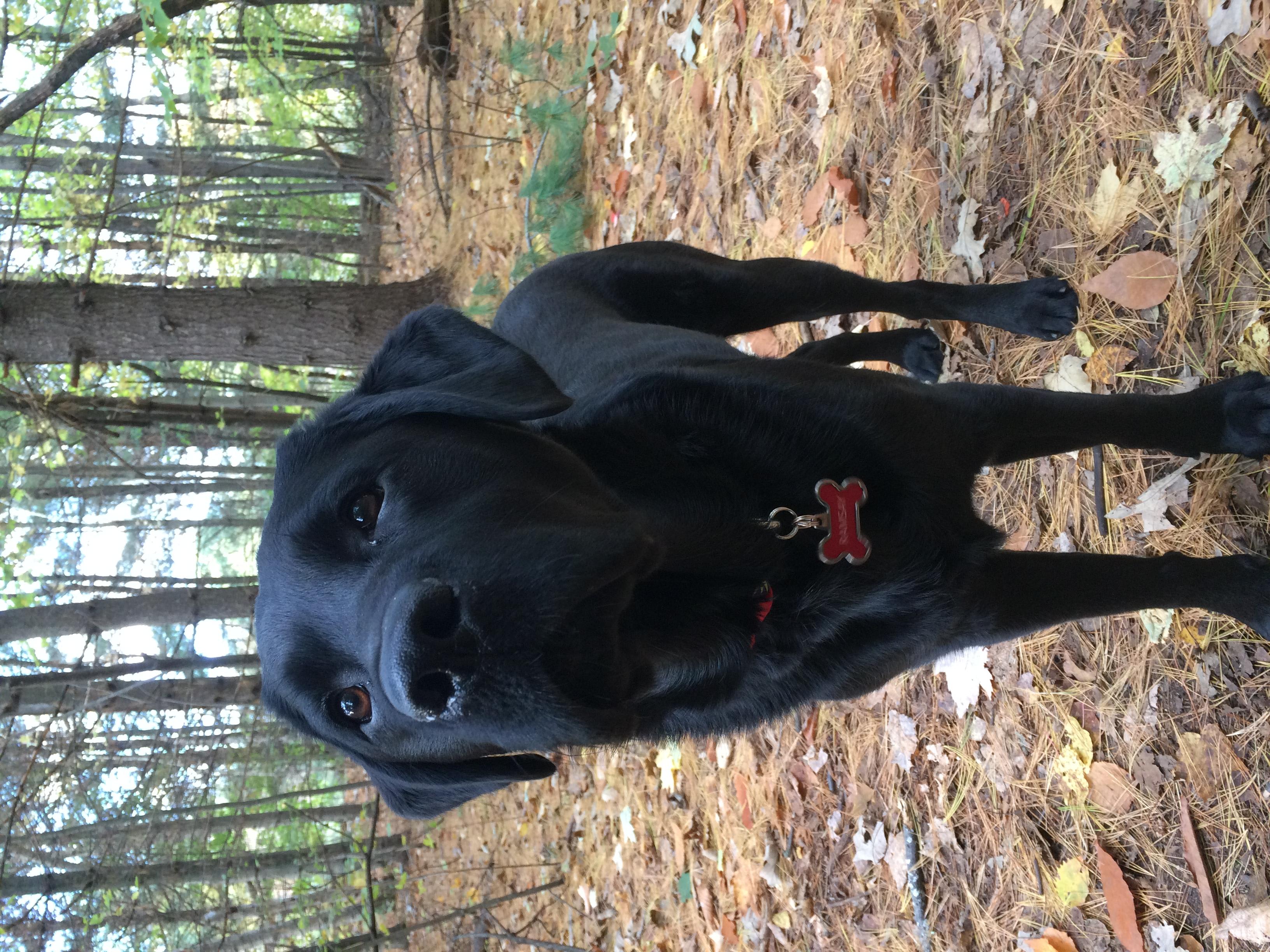 Is it normal for dog Horner's Syndrome symptoms to last weeks? | Petco