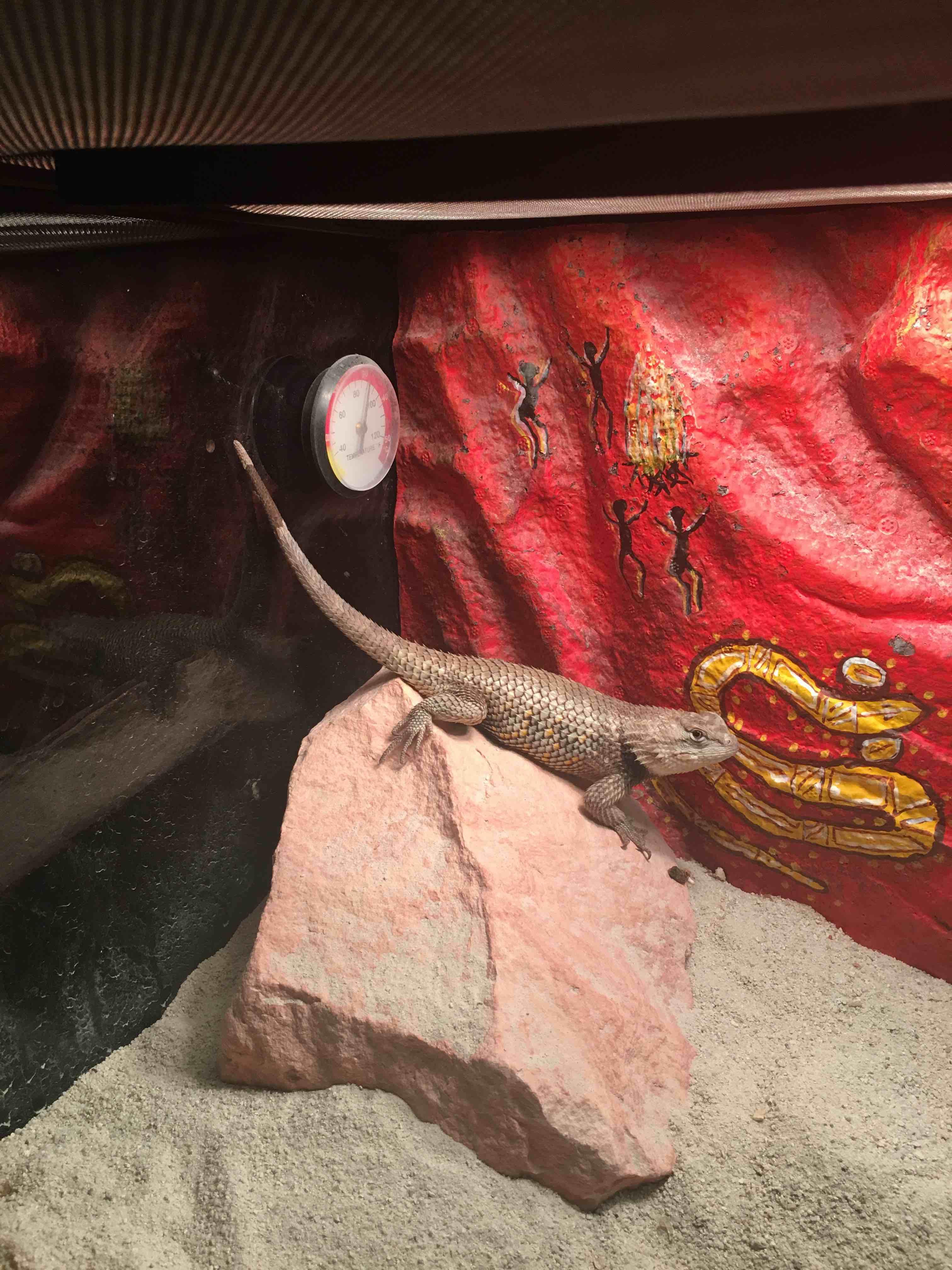 I just noticed on my desert spiny swift lizard that his tail is oddly ...