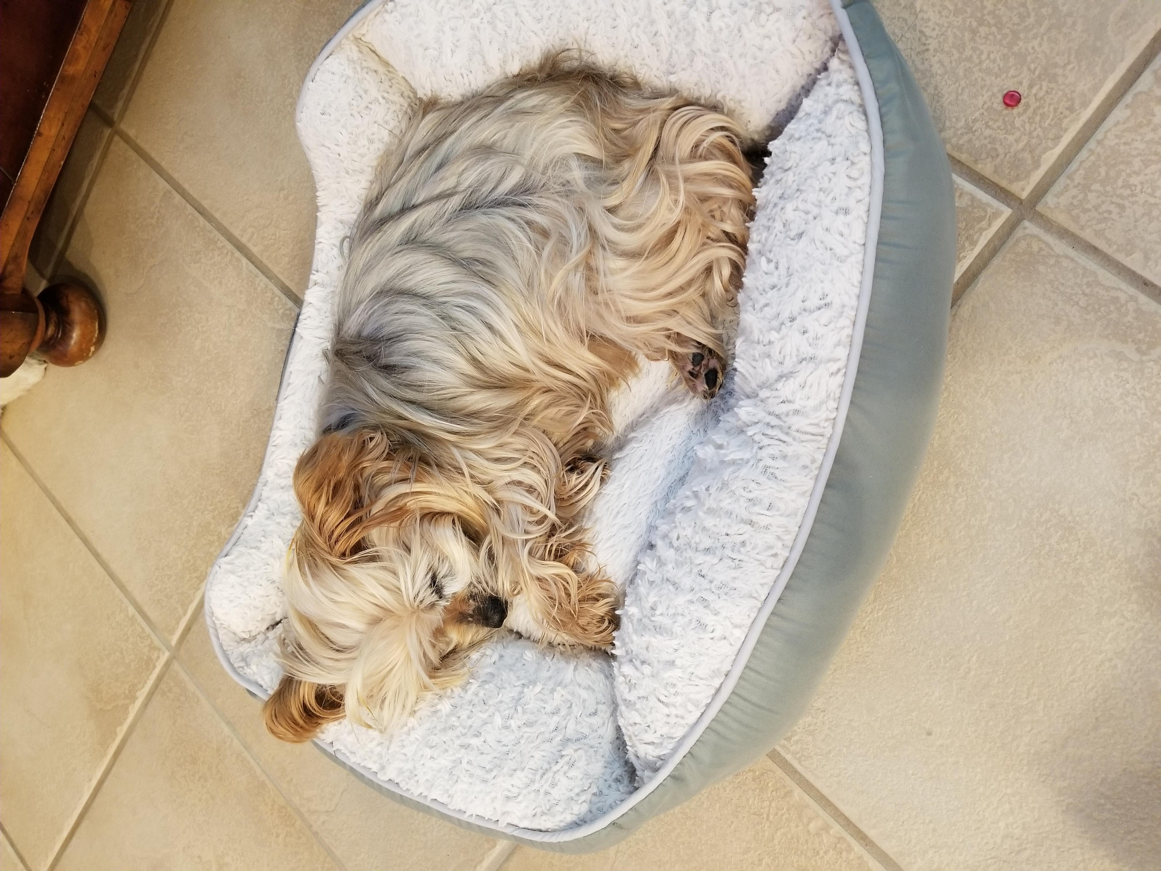 Can steroids affect my dog's biopsy for inflamed intestines? | Petco