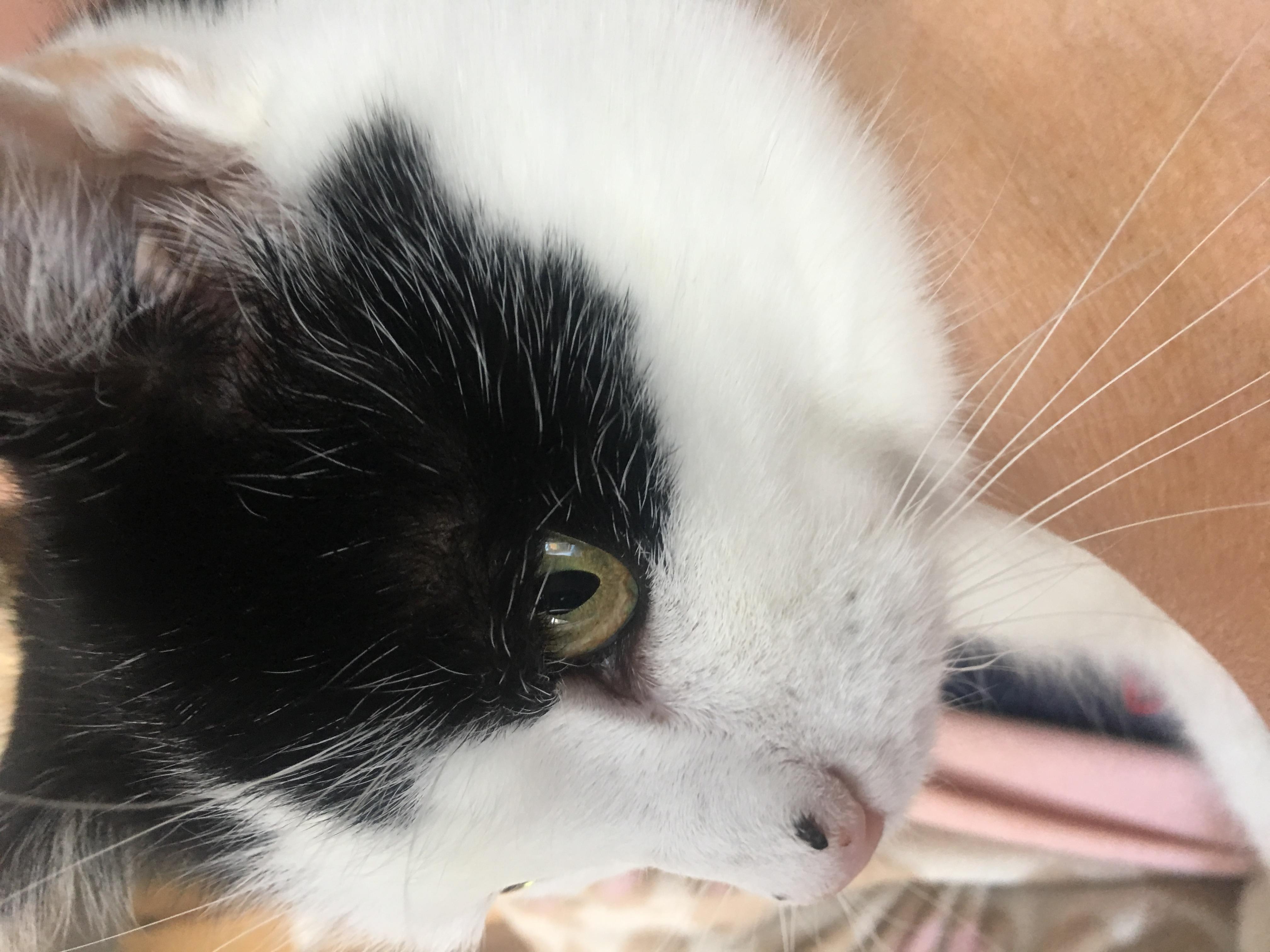 My Cat Has a Hard Black Scab on Her Nose. Is It Cancer? | Petco