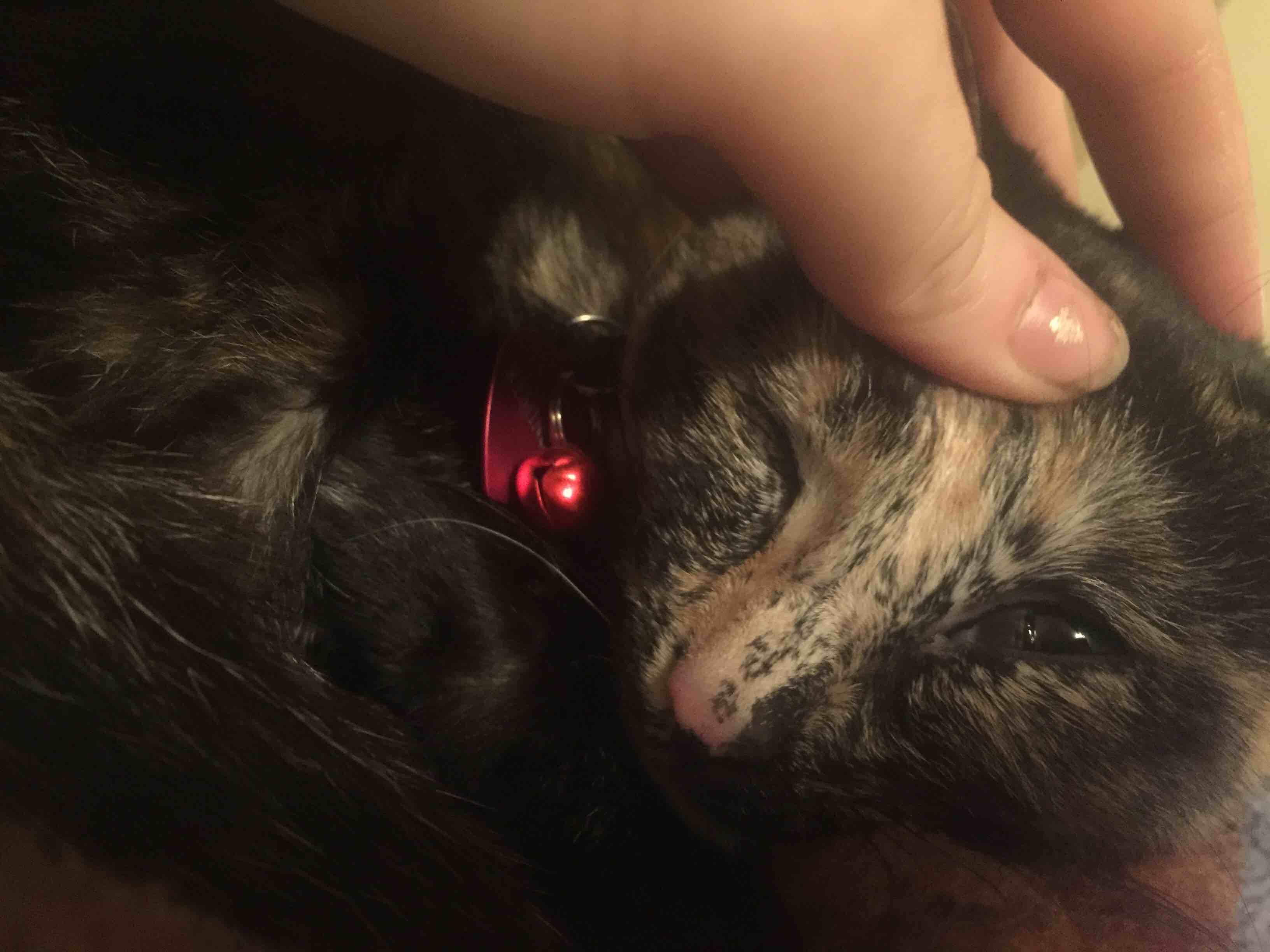 Brown Spots Under Cat's Eye: Should You Worry? Is It Normal? | Petco