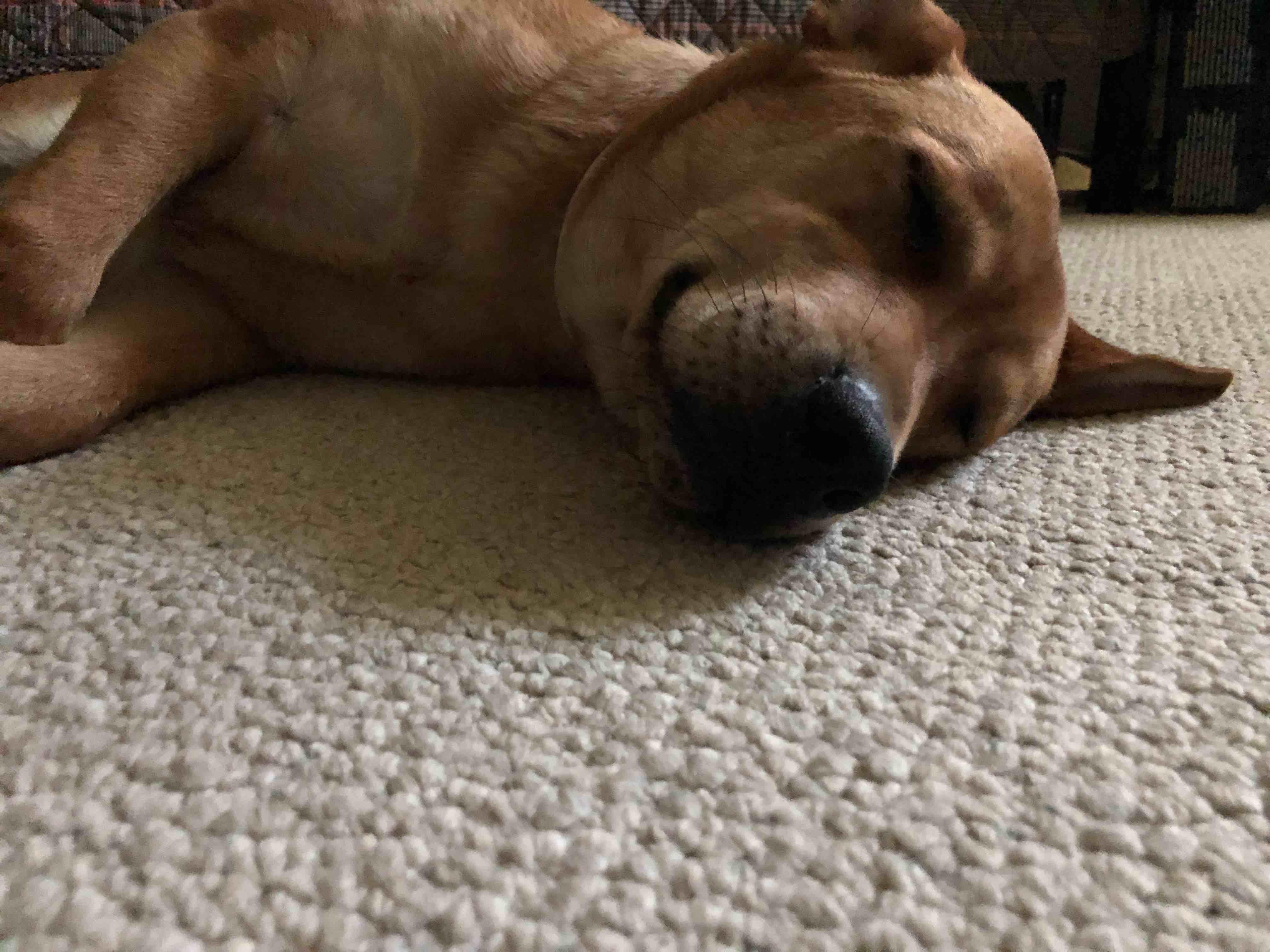 Why is my Lab mix vomiting, diarrhea, and not eating? | Petco