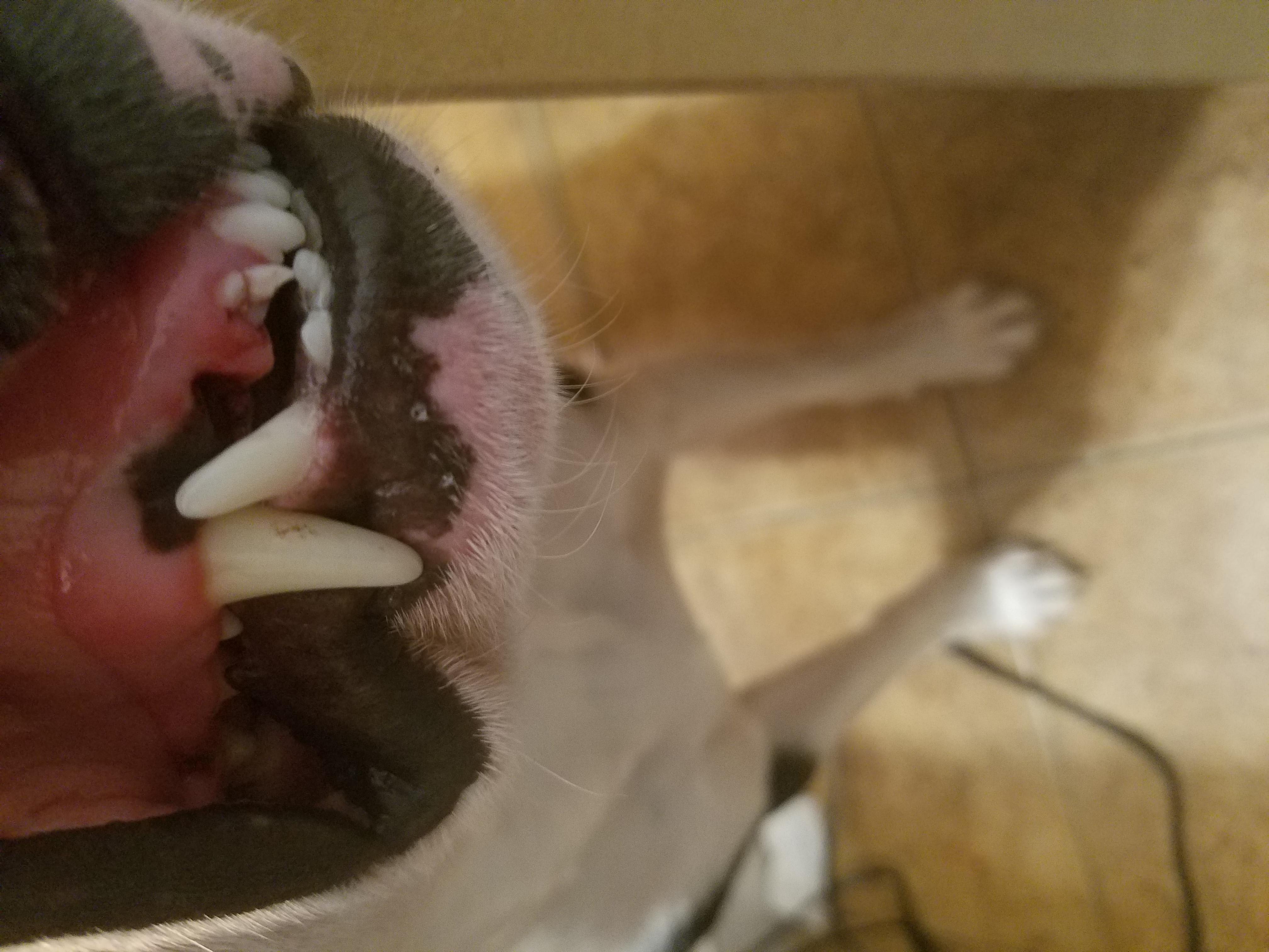 My dog has a chipped tooth and a missing tooth. Do I need a vet? | Petco