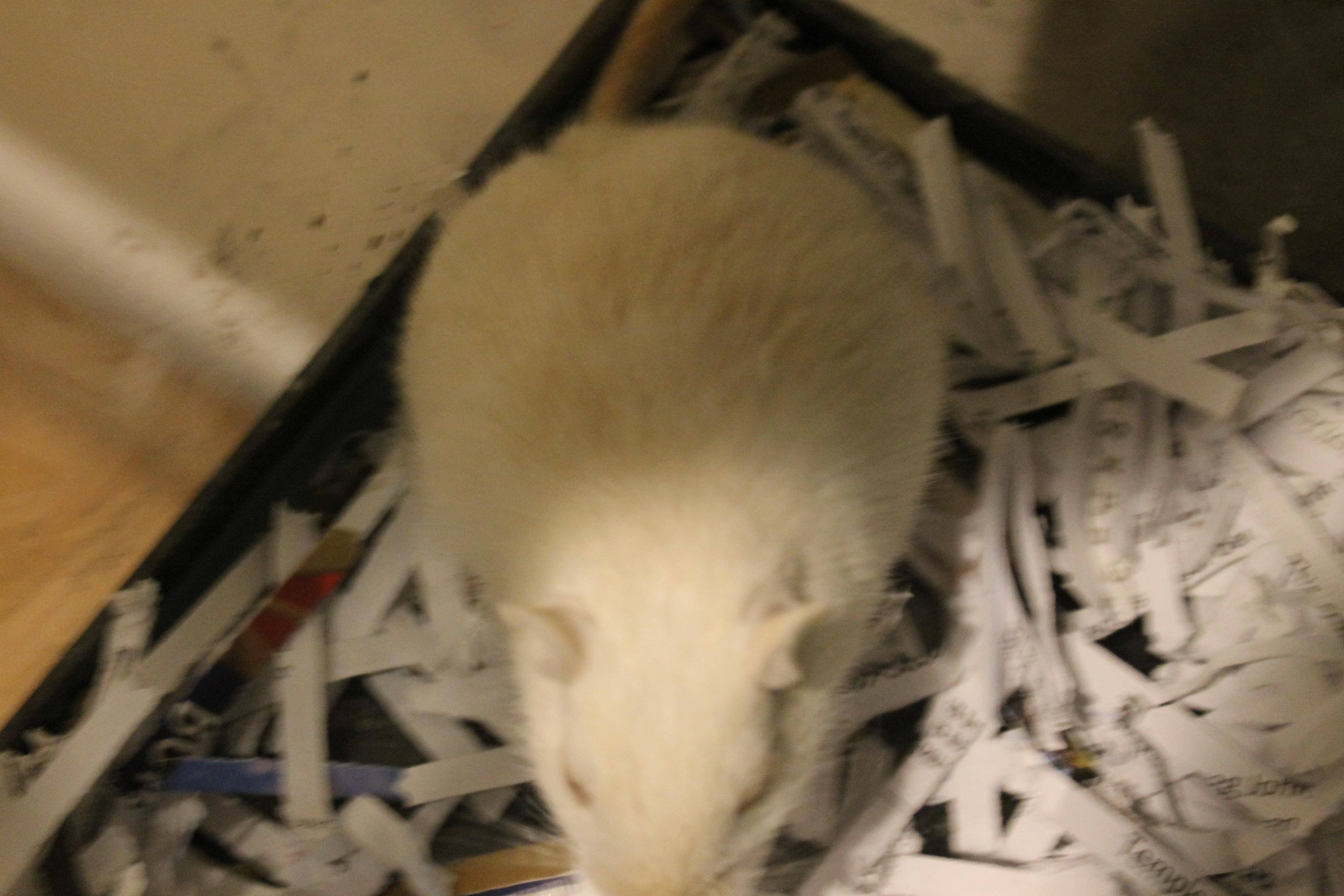 Why is my female gerbil bloated, squeaking, and has eye issues? | Petco