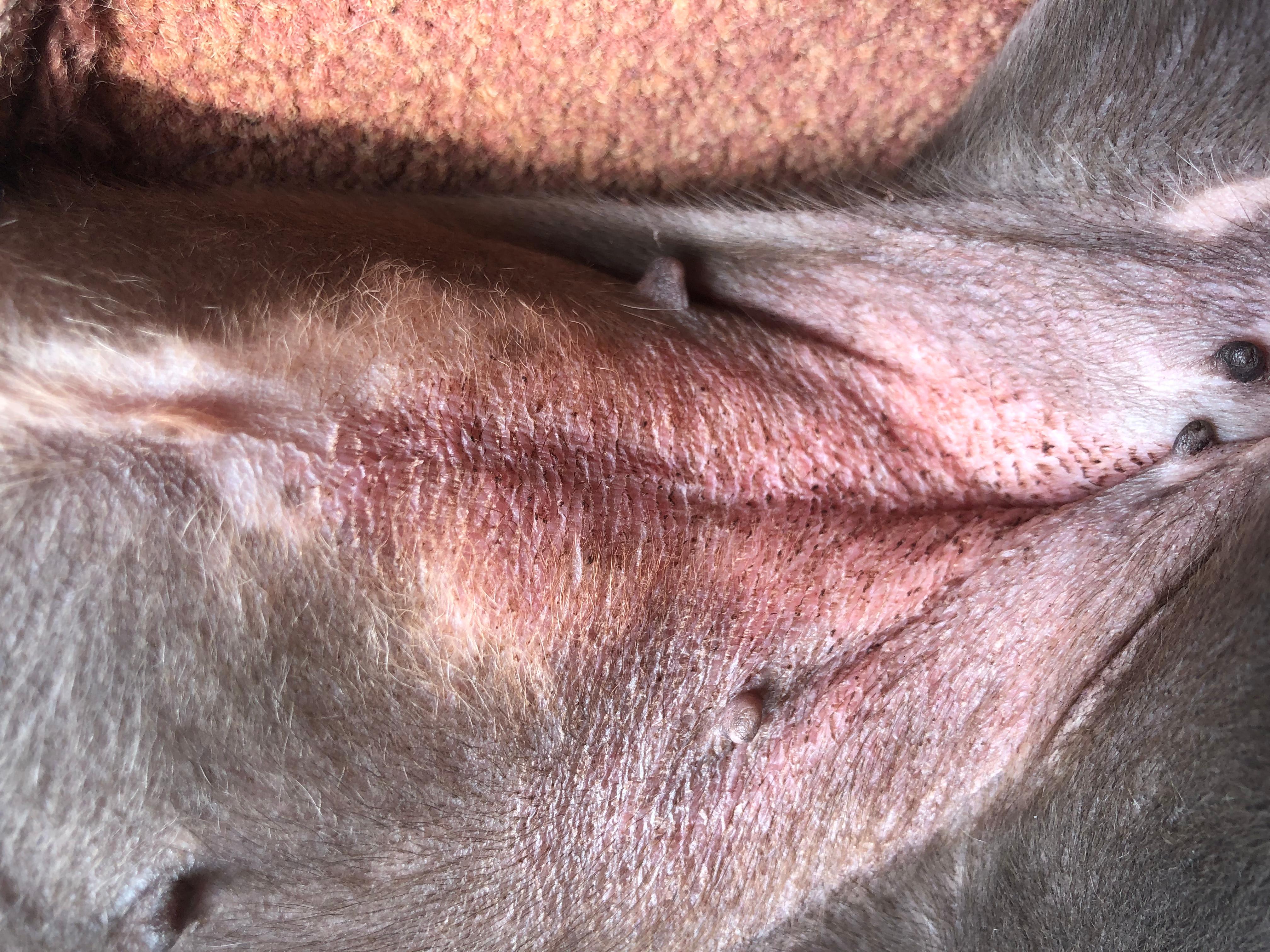 Why does my whippet have skin changes on ears, chest, and belly | Petco