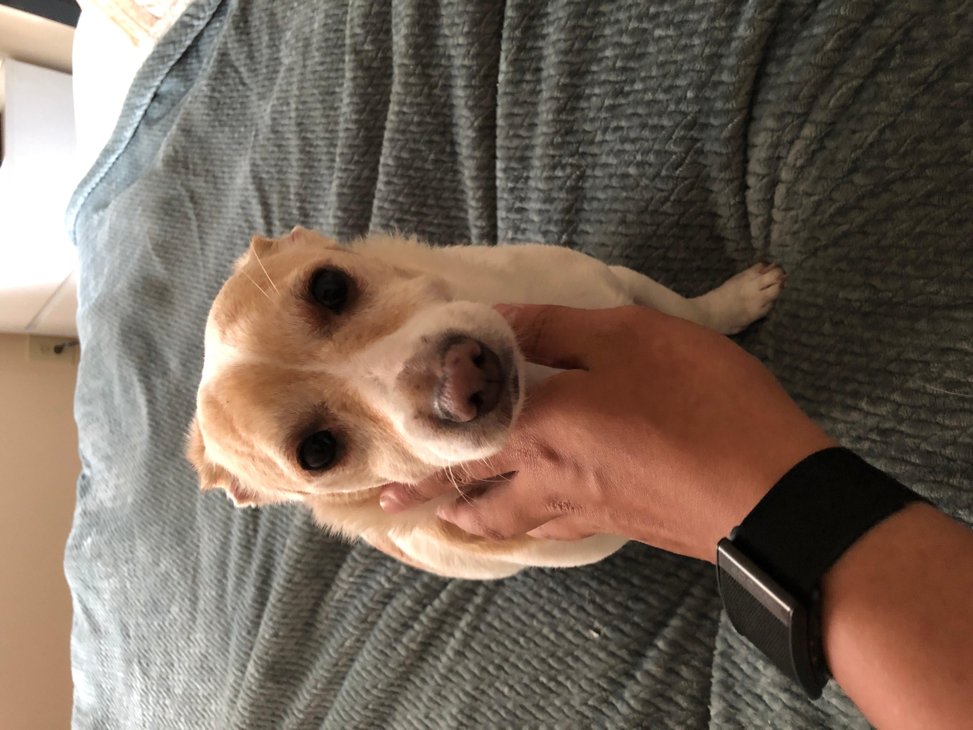 My dog's cheeks are swollen after a walk, is it an allergy? | Petco