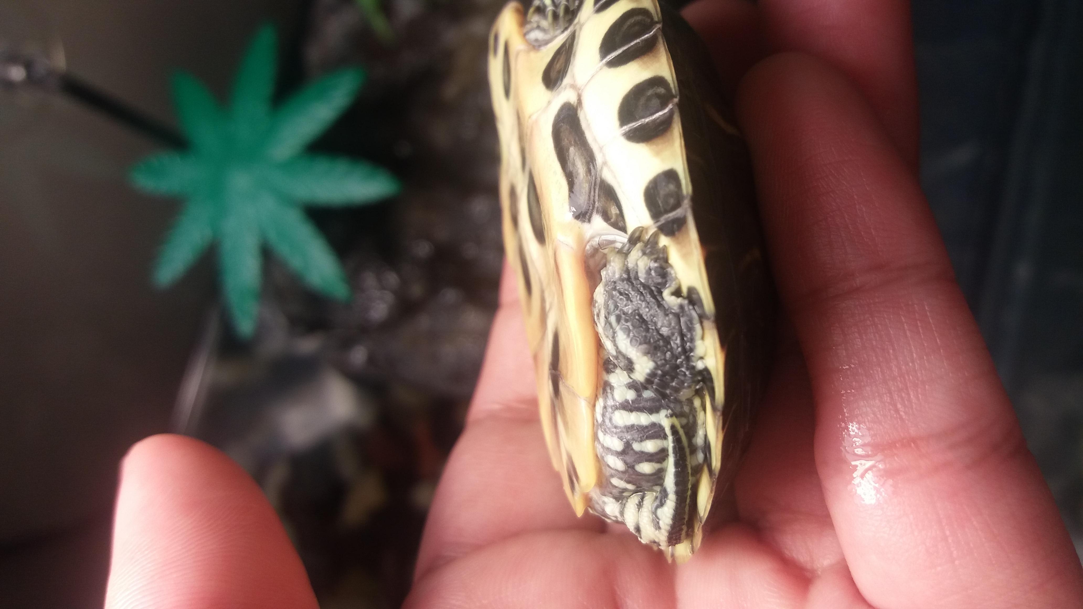 Why Does My Red-Eared Slider Have Retained Scutes & Wavy Shell? | Petco