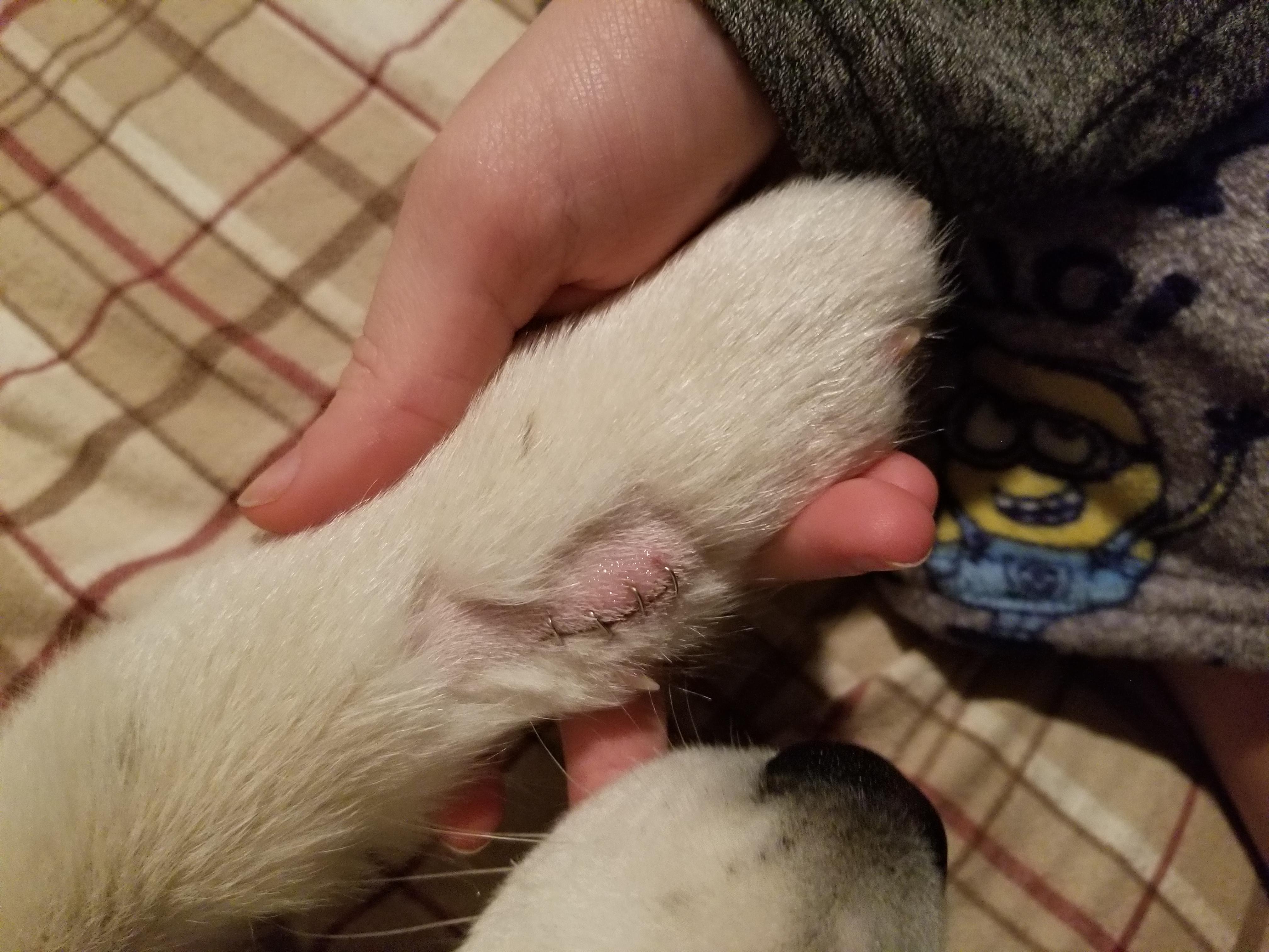 Dog has a bump near staples? Is it normal? Can I give her a bath? | Petco