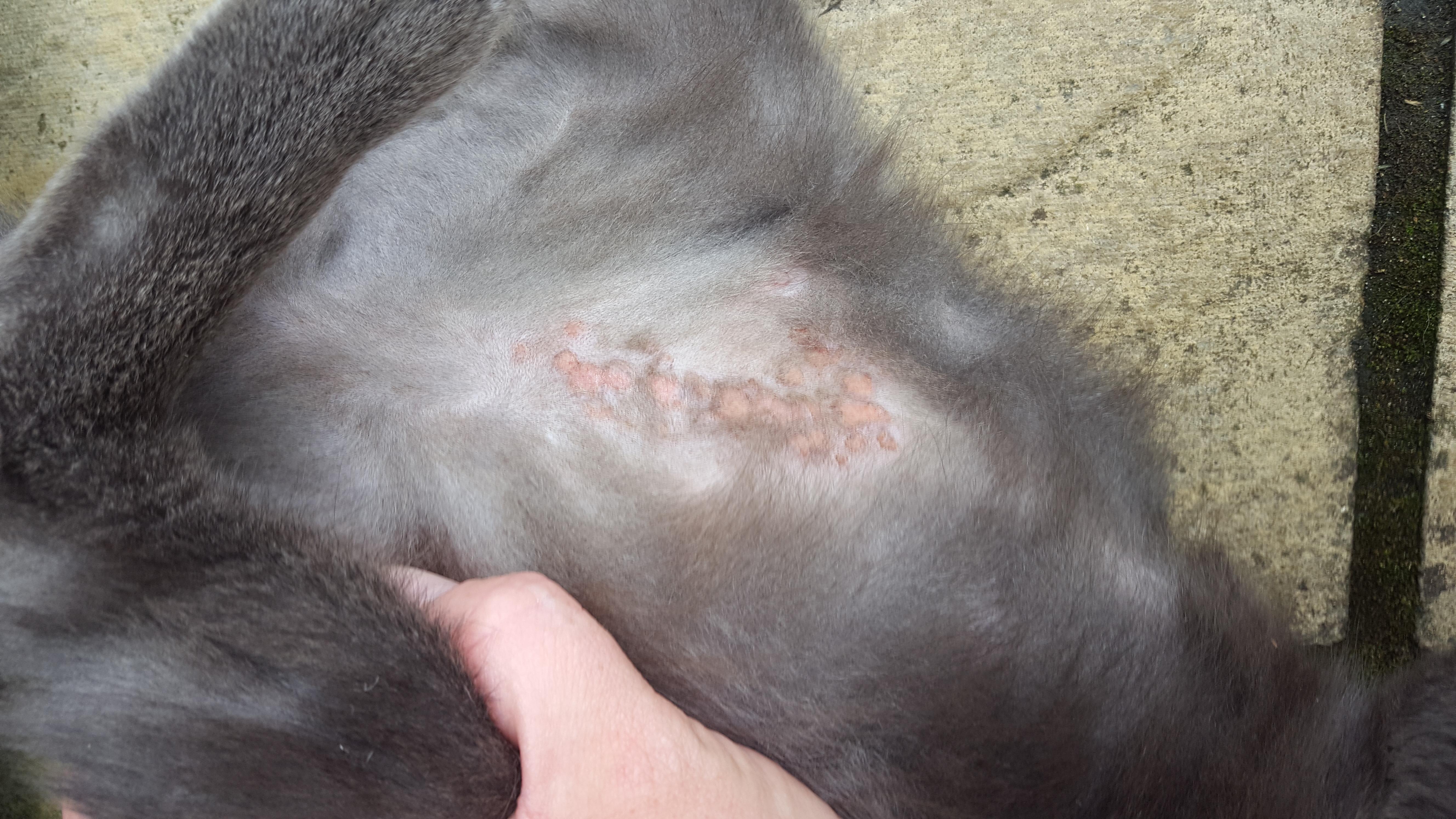 Why is my cat over-grooming, causing belly sores & tail scabs? | Petco