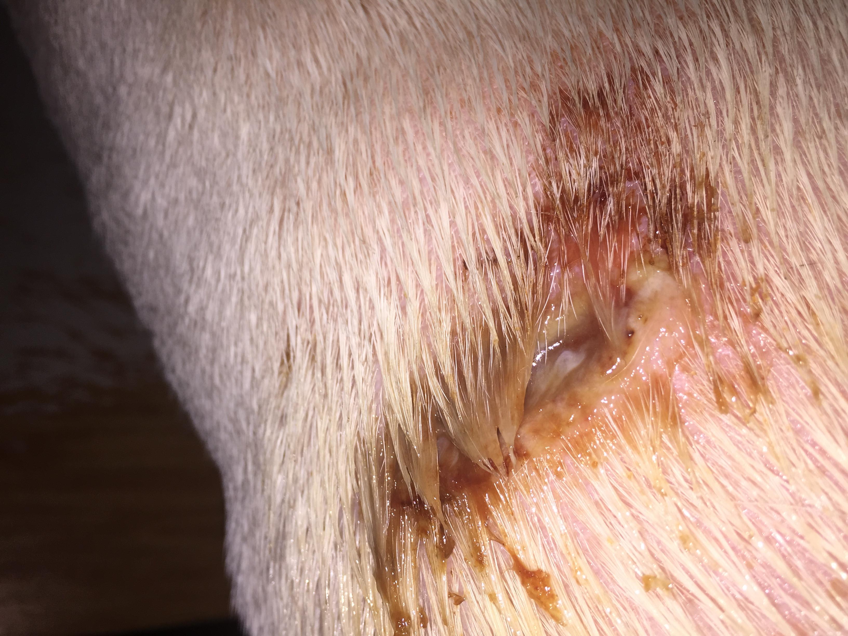 Is My Dog's Gash Infected After 3 Days? Find Out Now | Petco