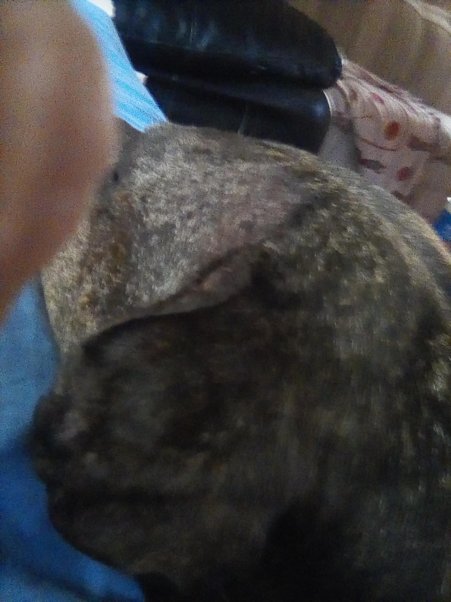 Wrinkled Ear Flap on Senior Dog? What It Means & What to Do | Petco