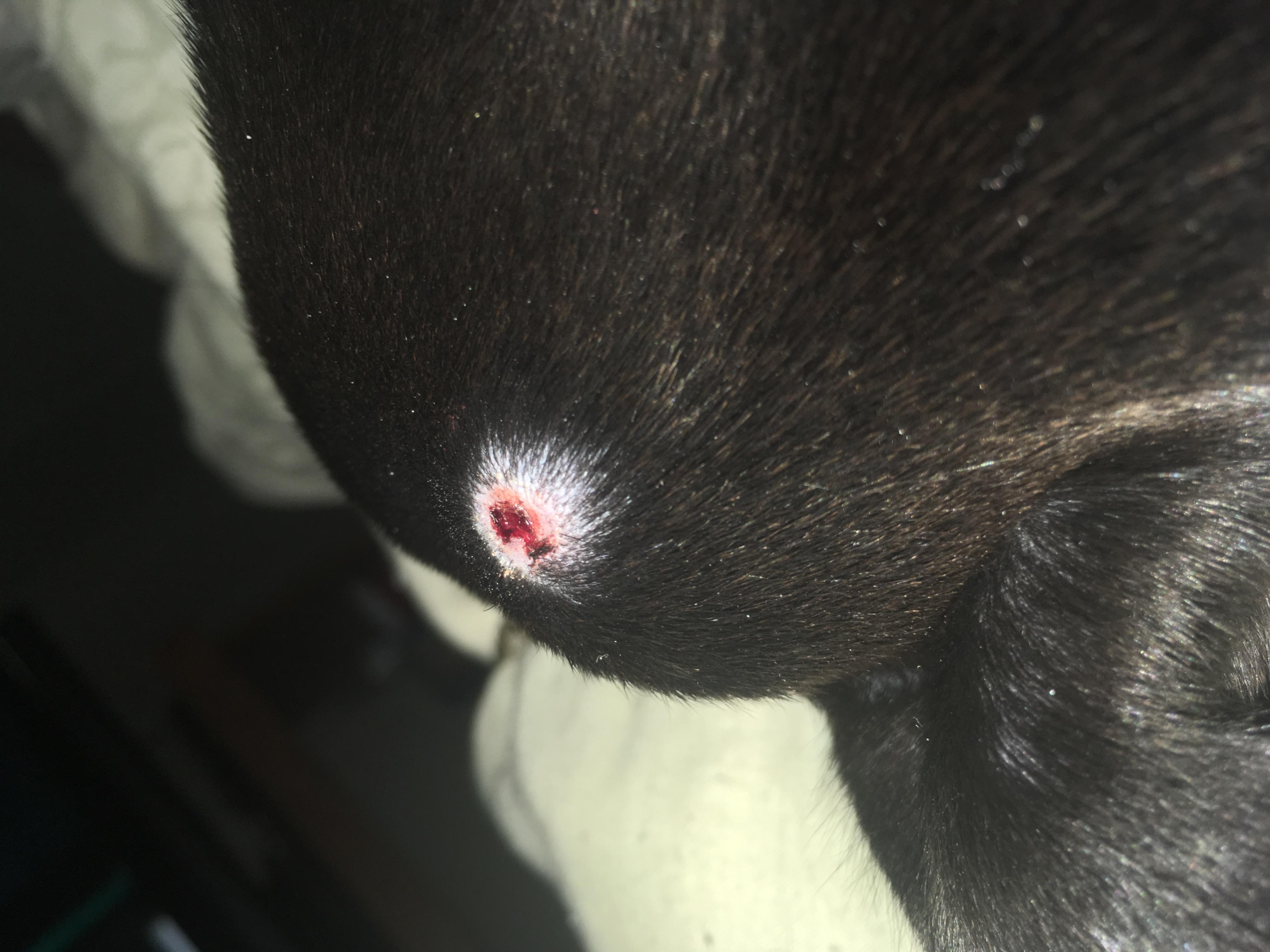 Dog has bump by cut and throwing up yellow? What's wrong? | Petco