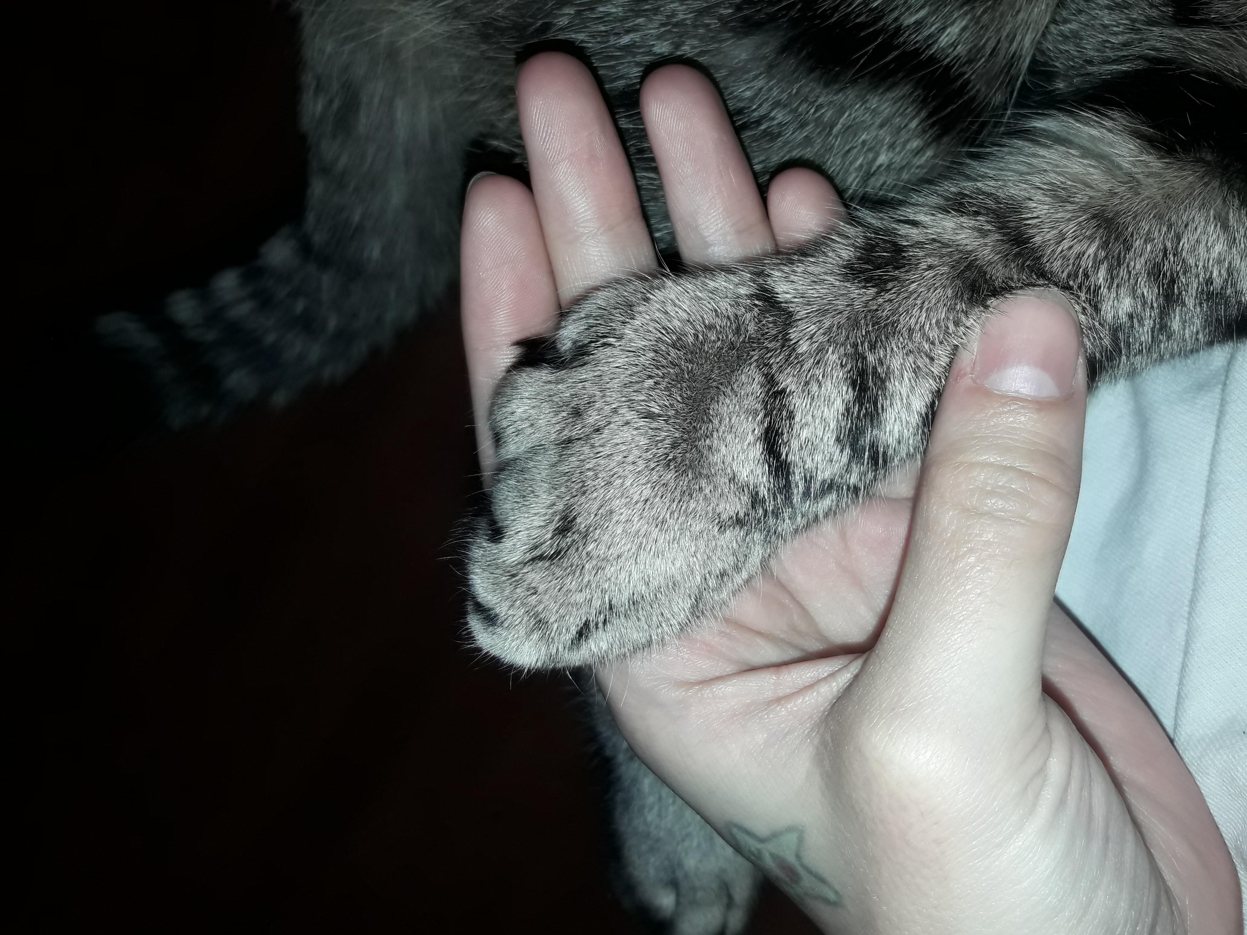Why does my cat have extra toes and strange-looking back paws? | Petco