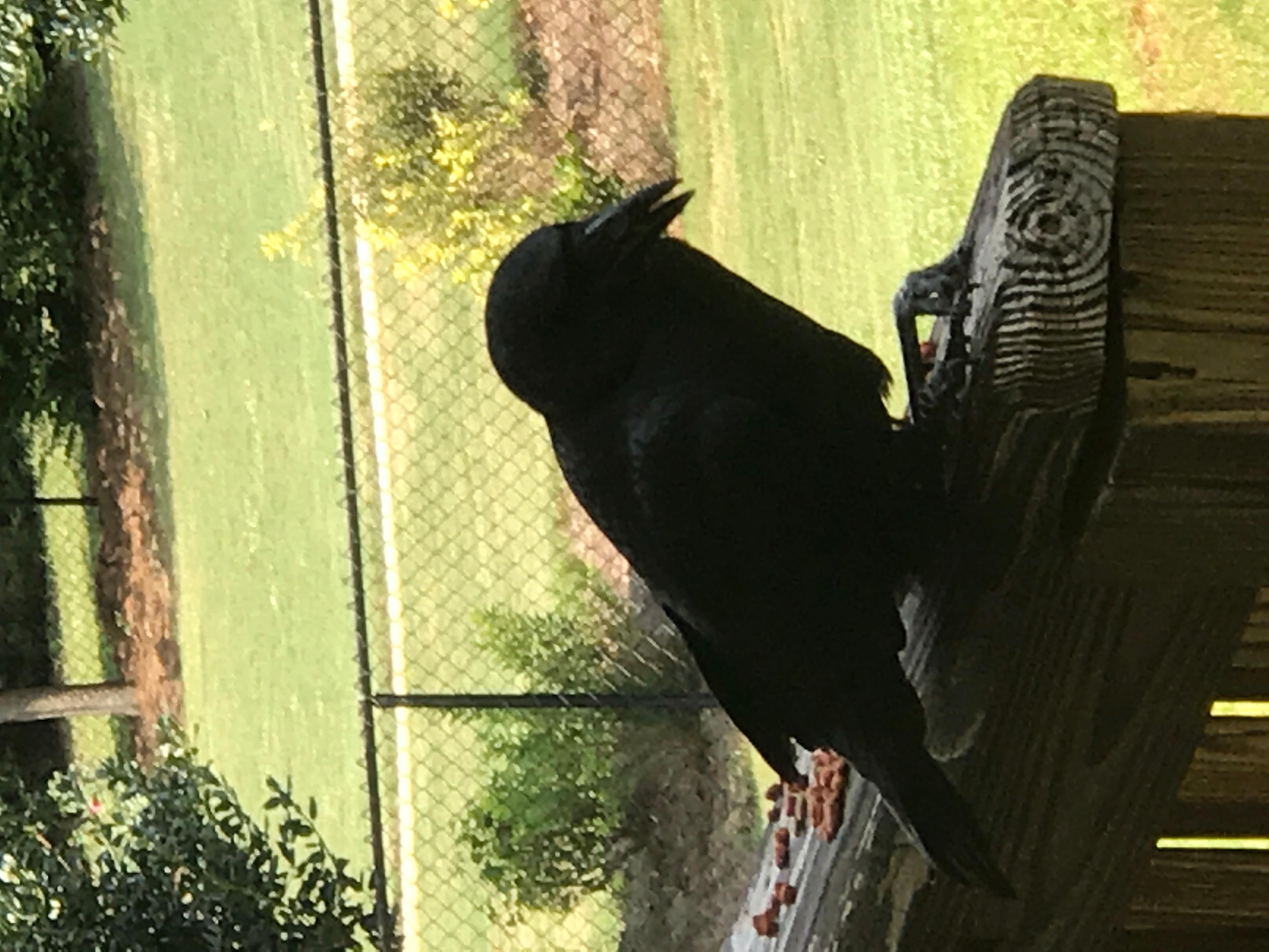 What to do if you find a sick or injured crow in your yard? | Petco