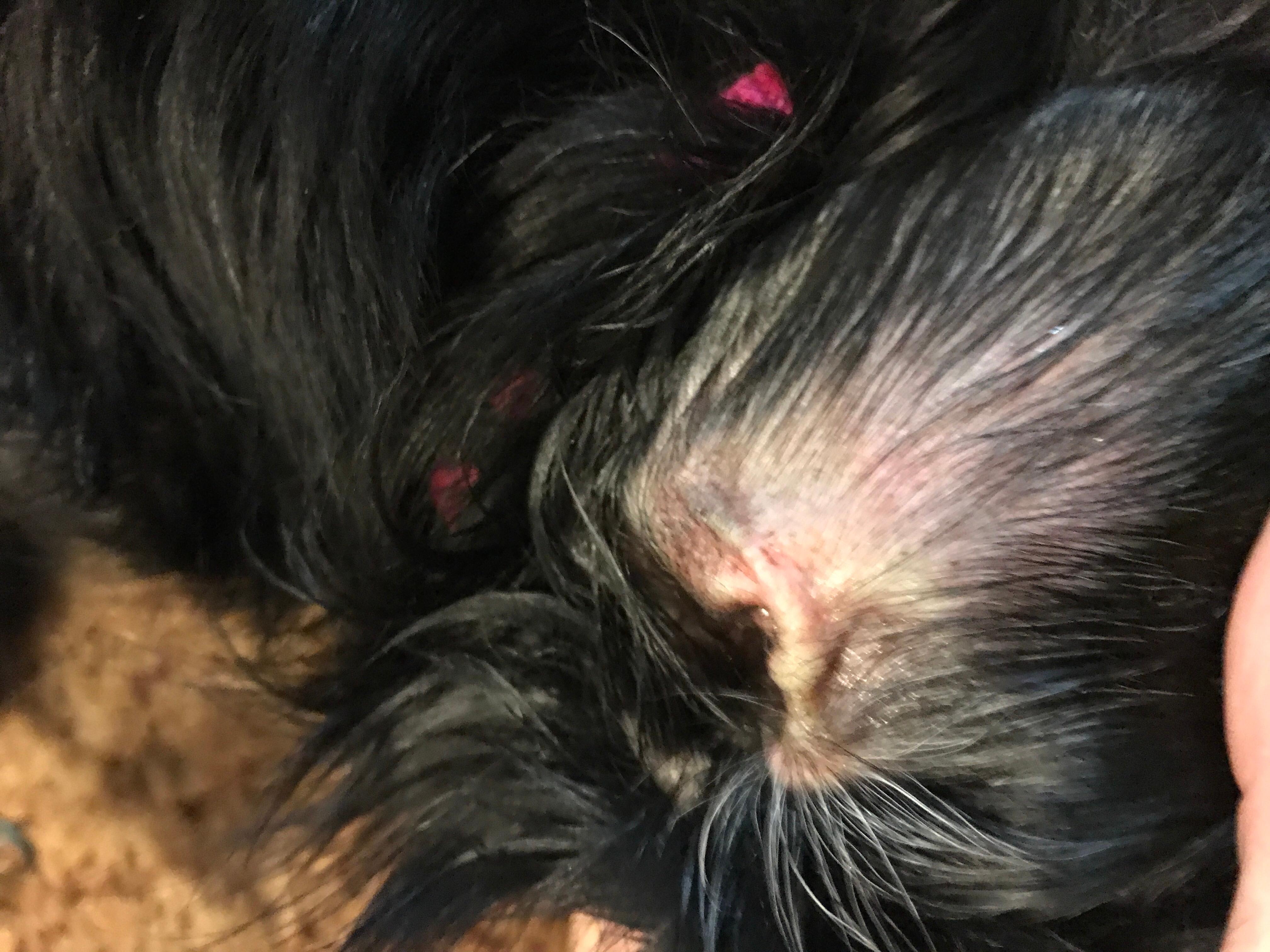 My dog's ears are itchy with gunk. Allergies or infection? | Petco