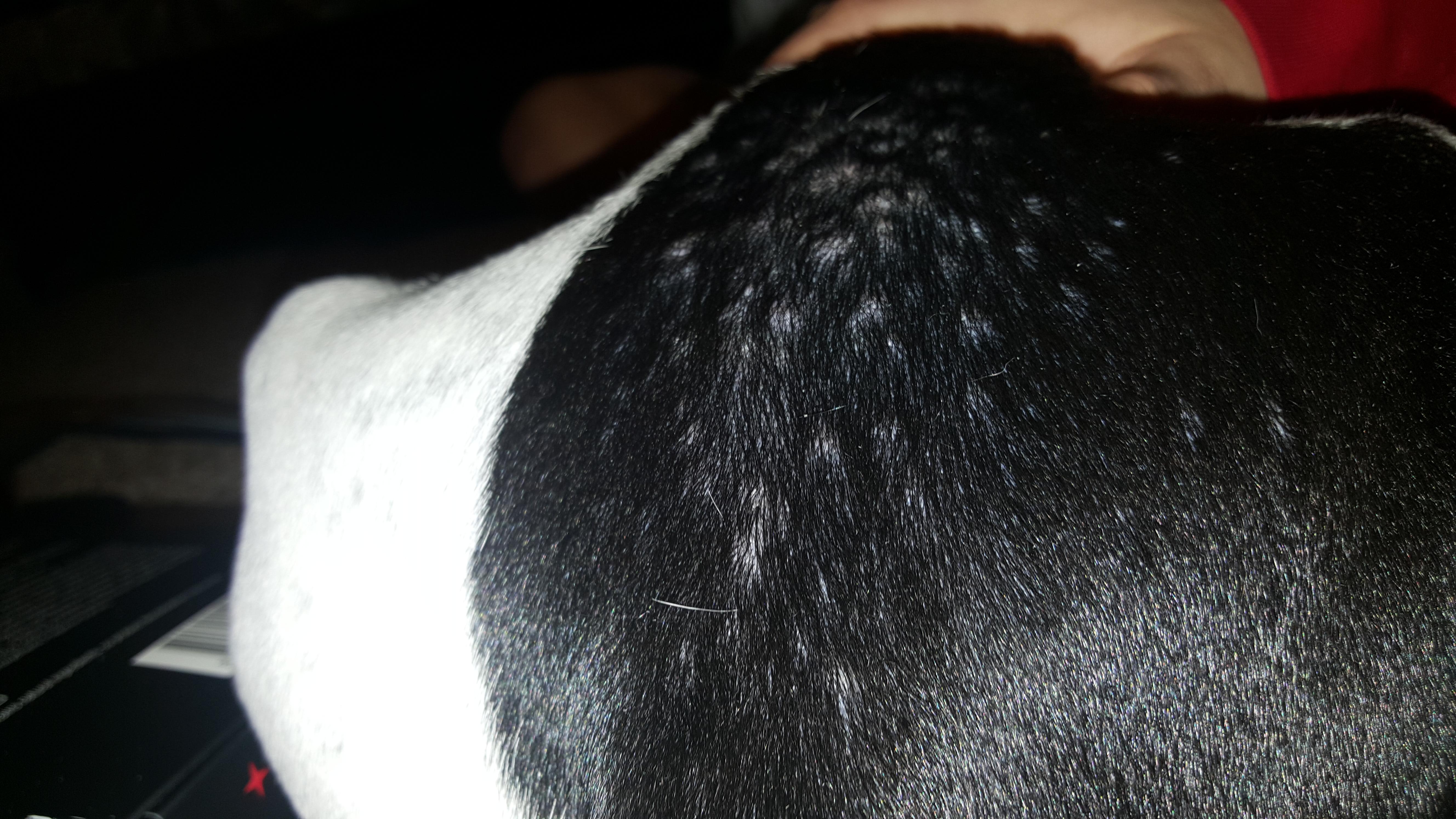 What are these pink bumps on my pit bull puppy's back and tail? | Petco