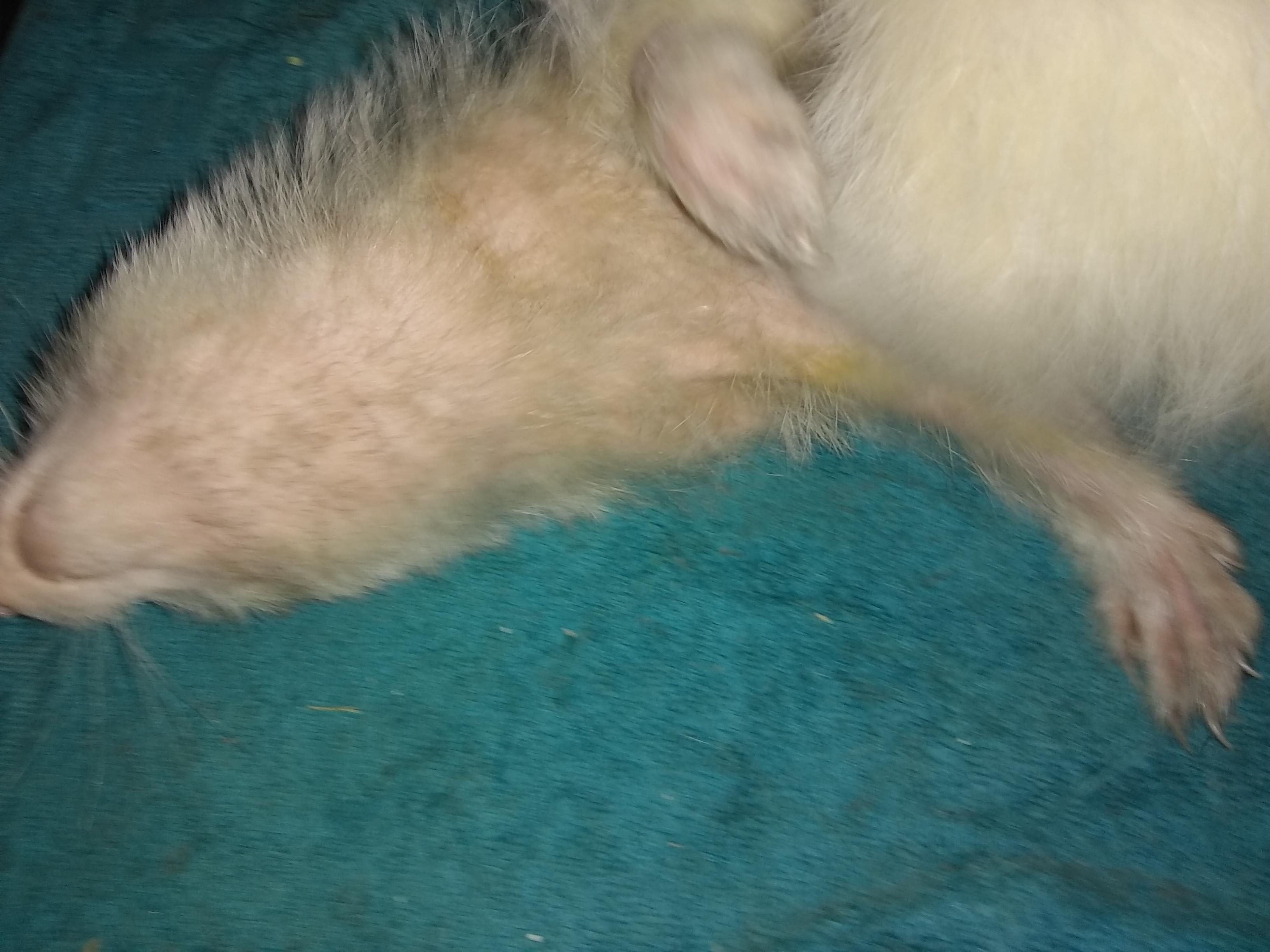 Why is my ferret losing hair and scratching its neck and face? | Petco