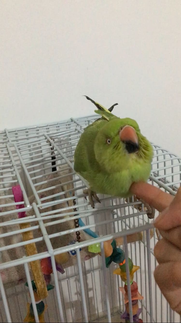 Why does my parrot puff up, make sounds, and sometimes bite me? | Petco