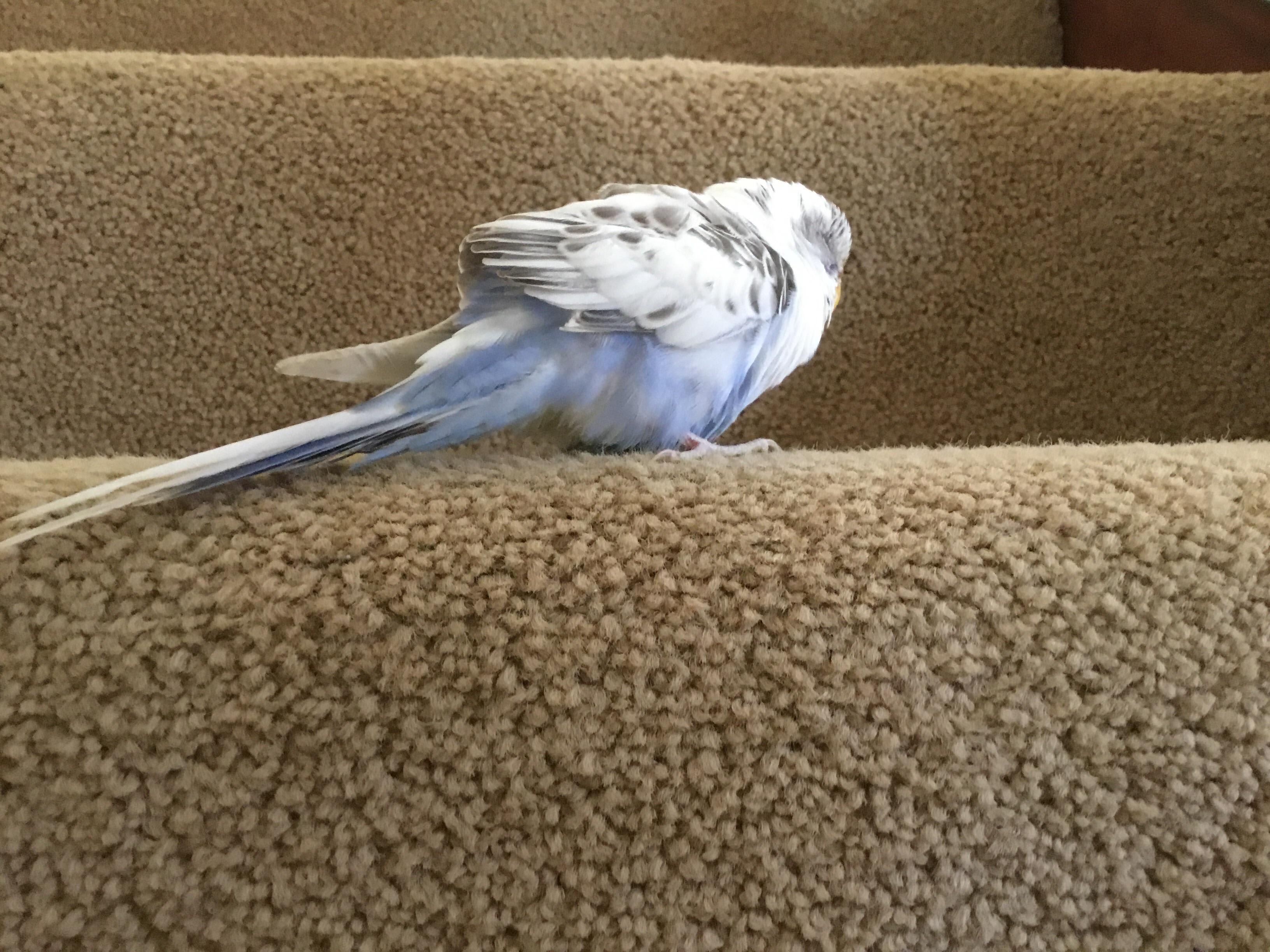 My Budgie Has Ruffled Feathers & Runny Poop. Is He Sick? | Petco