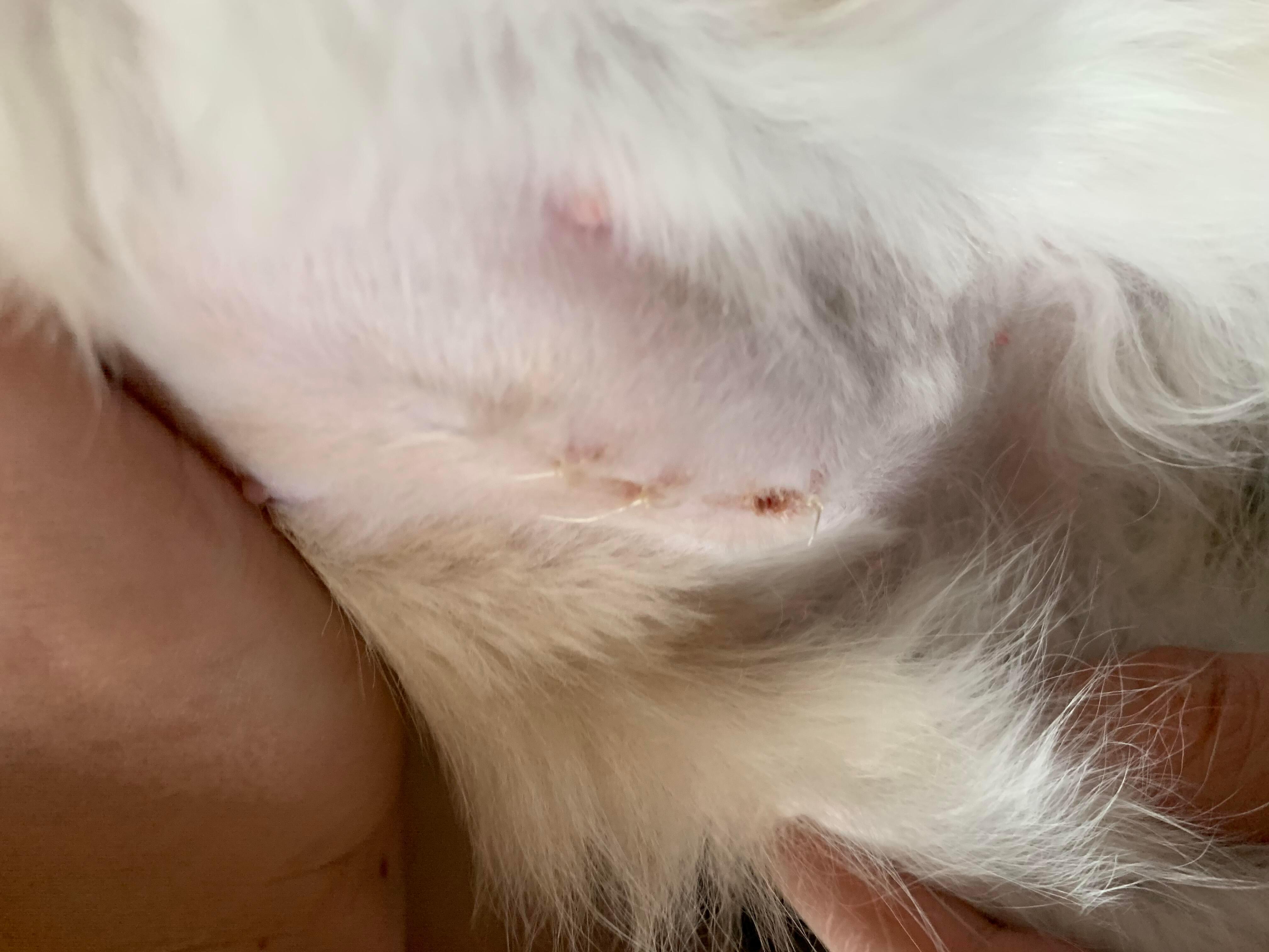 My cat has a lump after spay surgery. Is it a hernia or rupture? | Petco