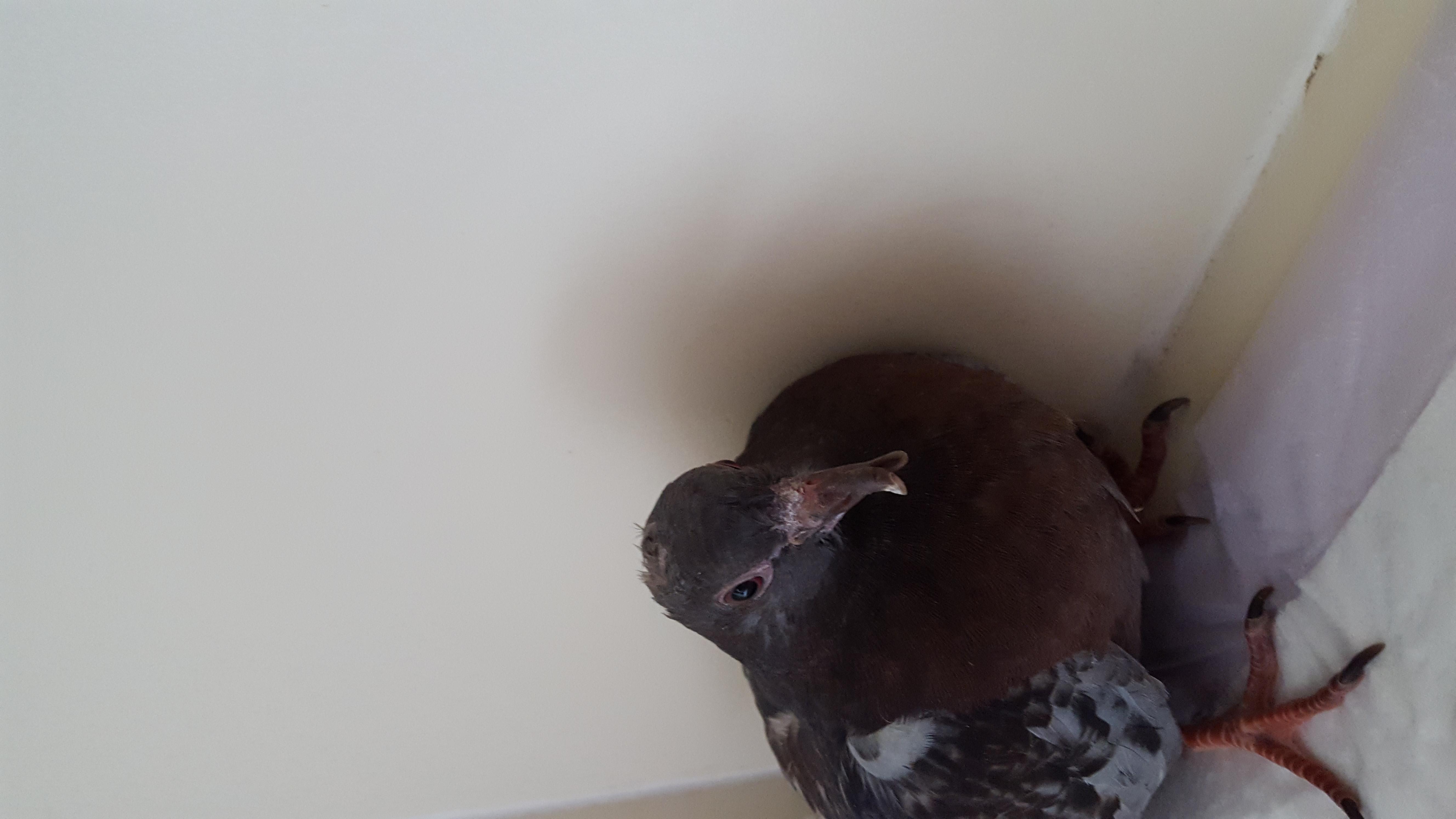 How to Feed a Young Pigeon with Scissor Beak: Amount & Frequency | Petco