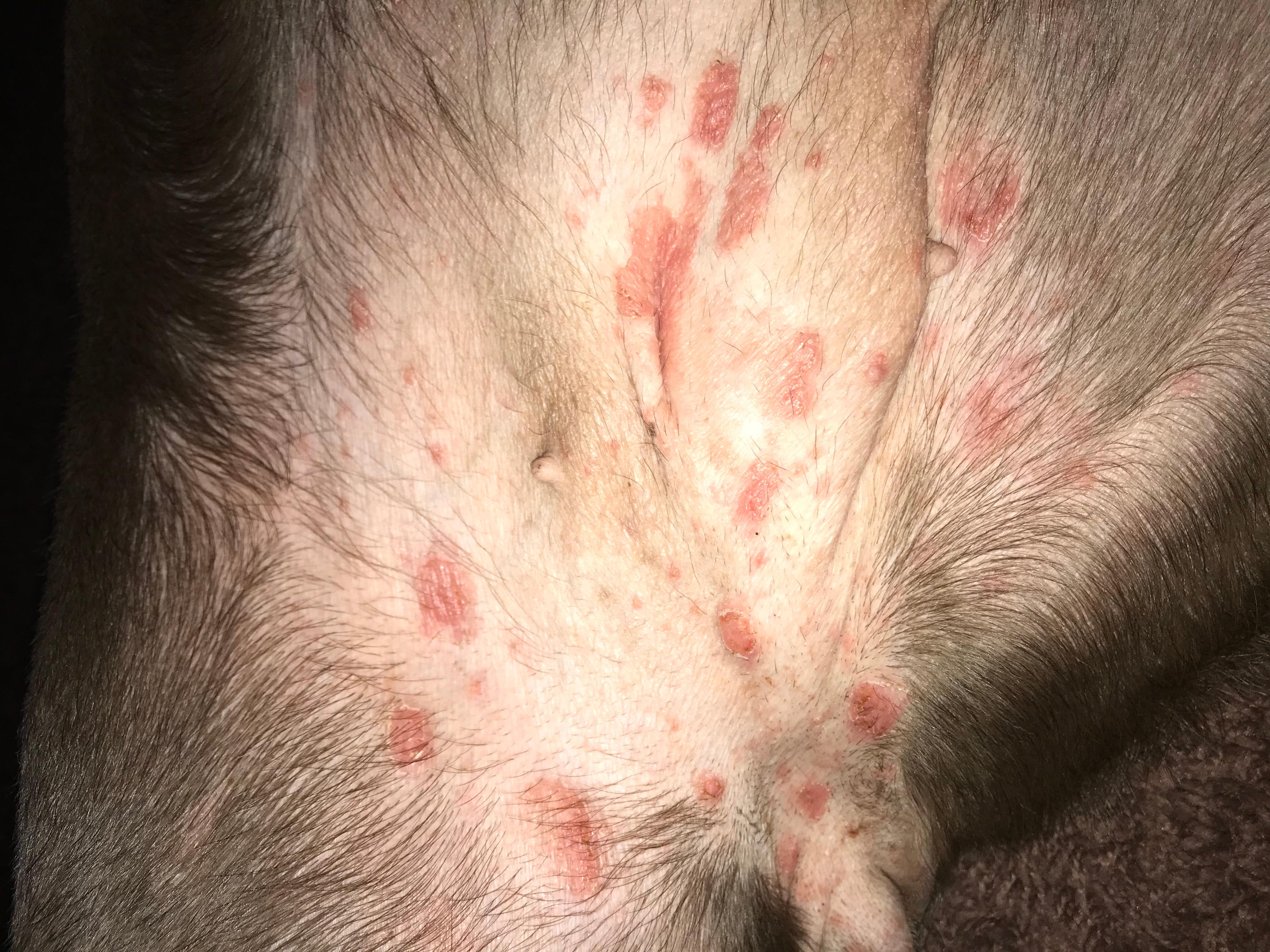 Dog Licks Belly: Why Do Scabs & Red Spots Keep Returning? | Petco