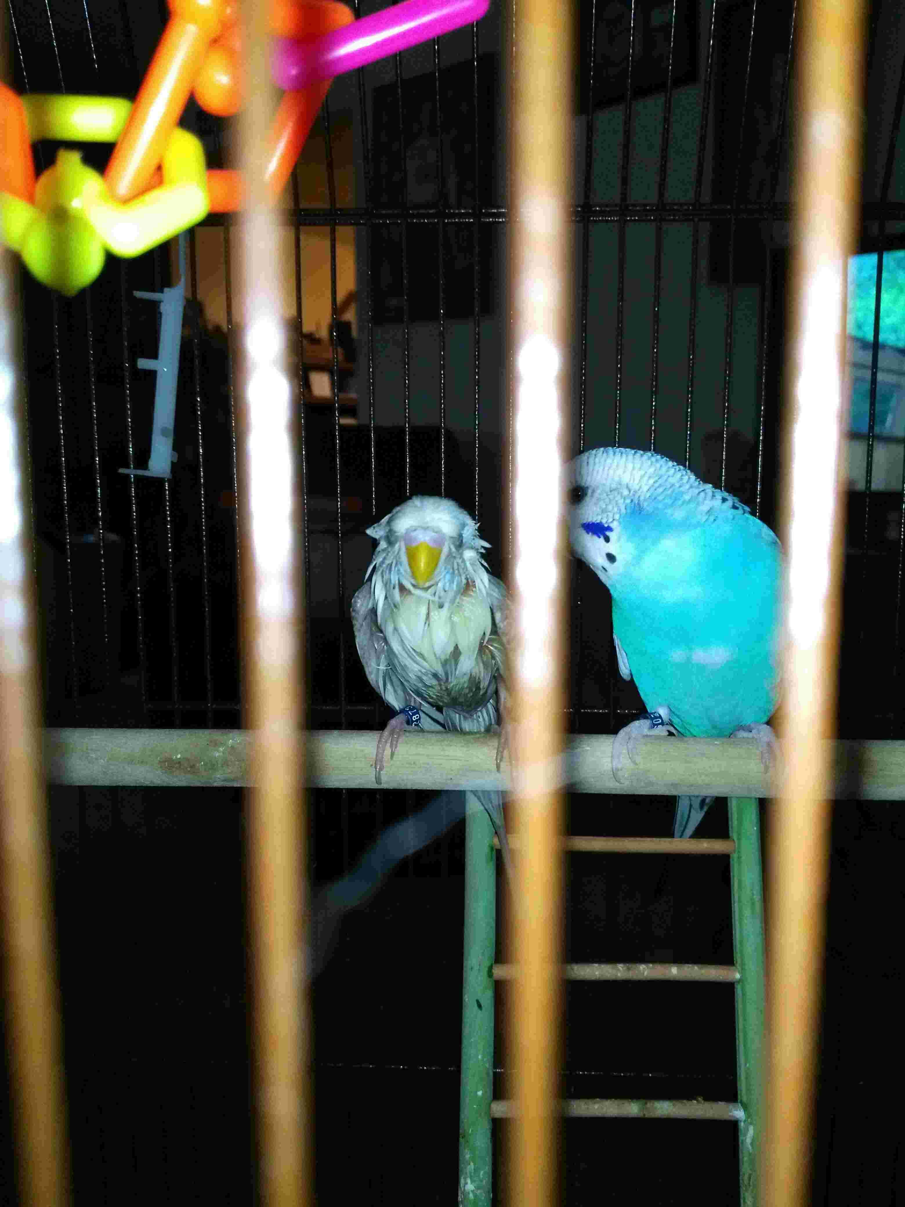 Bird on Fly Paper? Crusty Eyes & Feather Loss? Urgent Help | Petco
