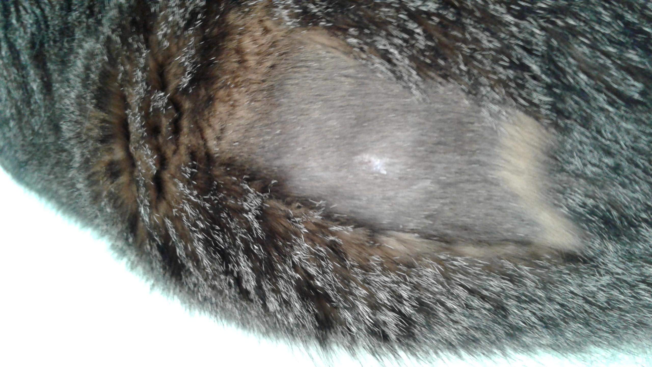 Is a hard, crusty scab normal for healing after a cat attack? | Petco