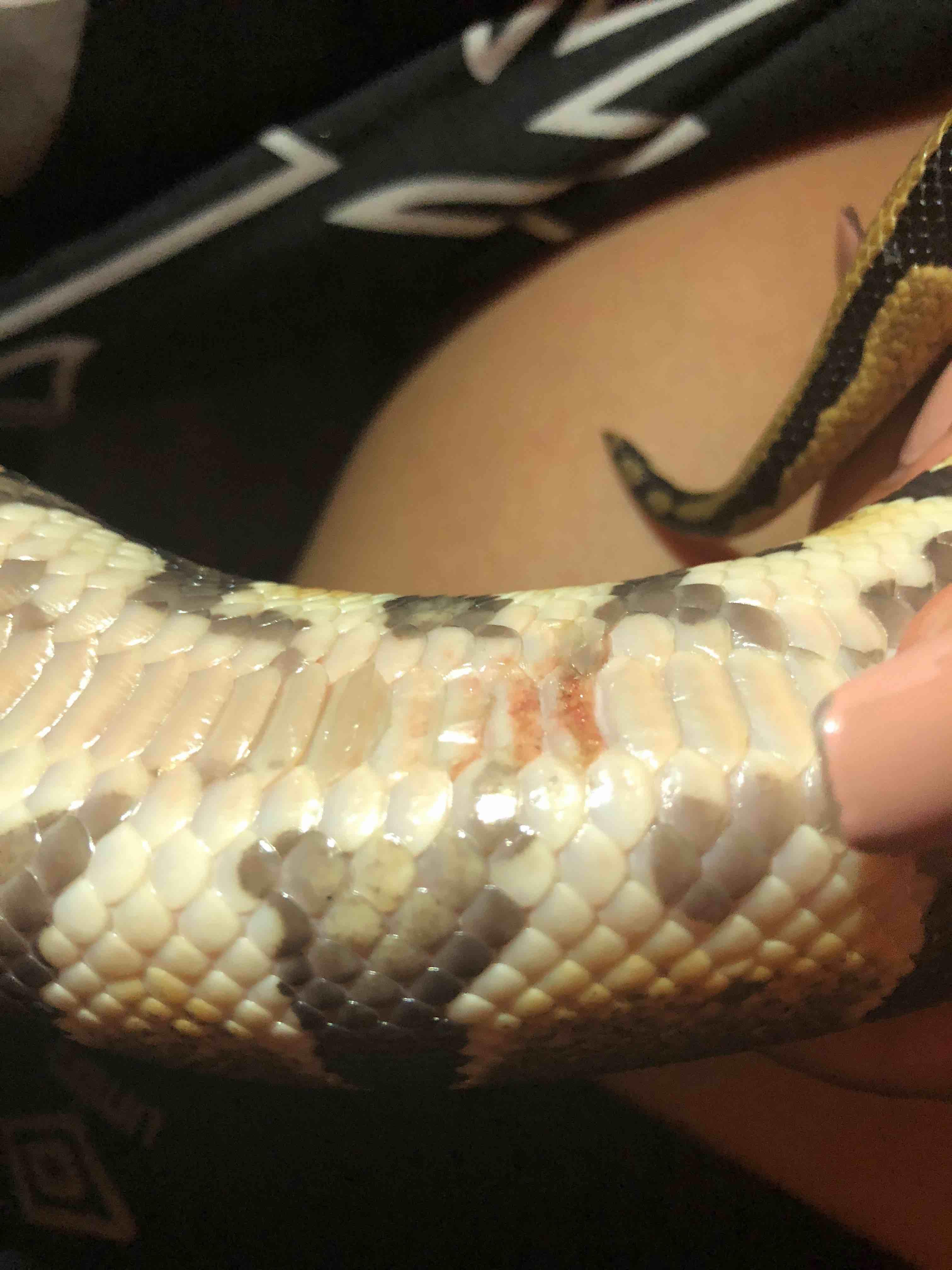 Snake with red blisters & open wounds: Heating pad burn? | Petco
