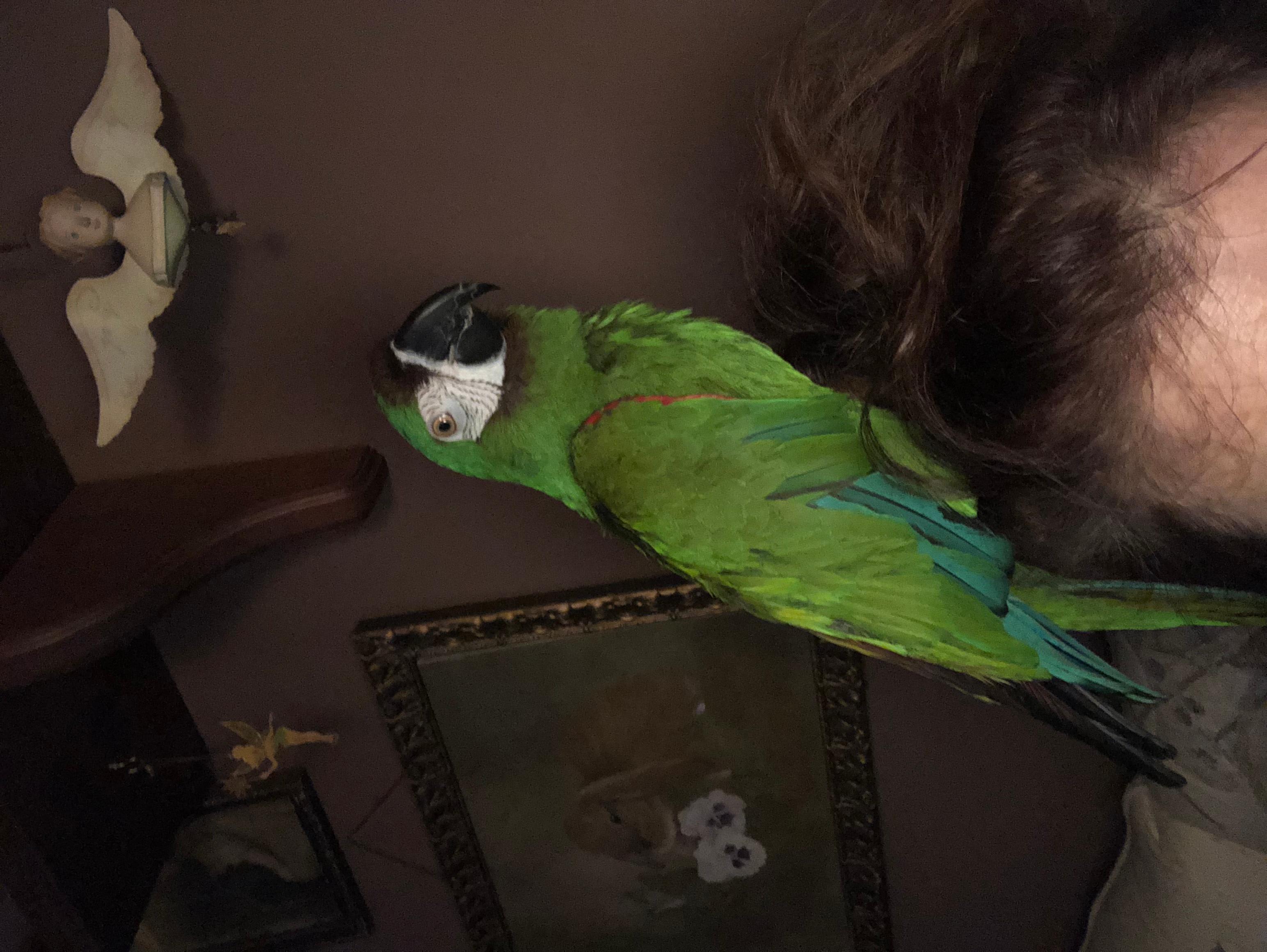 Why are my macaw's feathers dark or black on edges? Health issue? | Petco