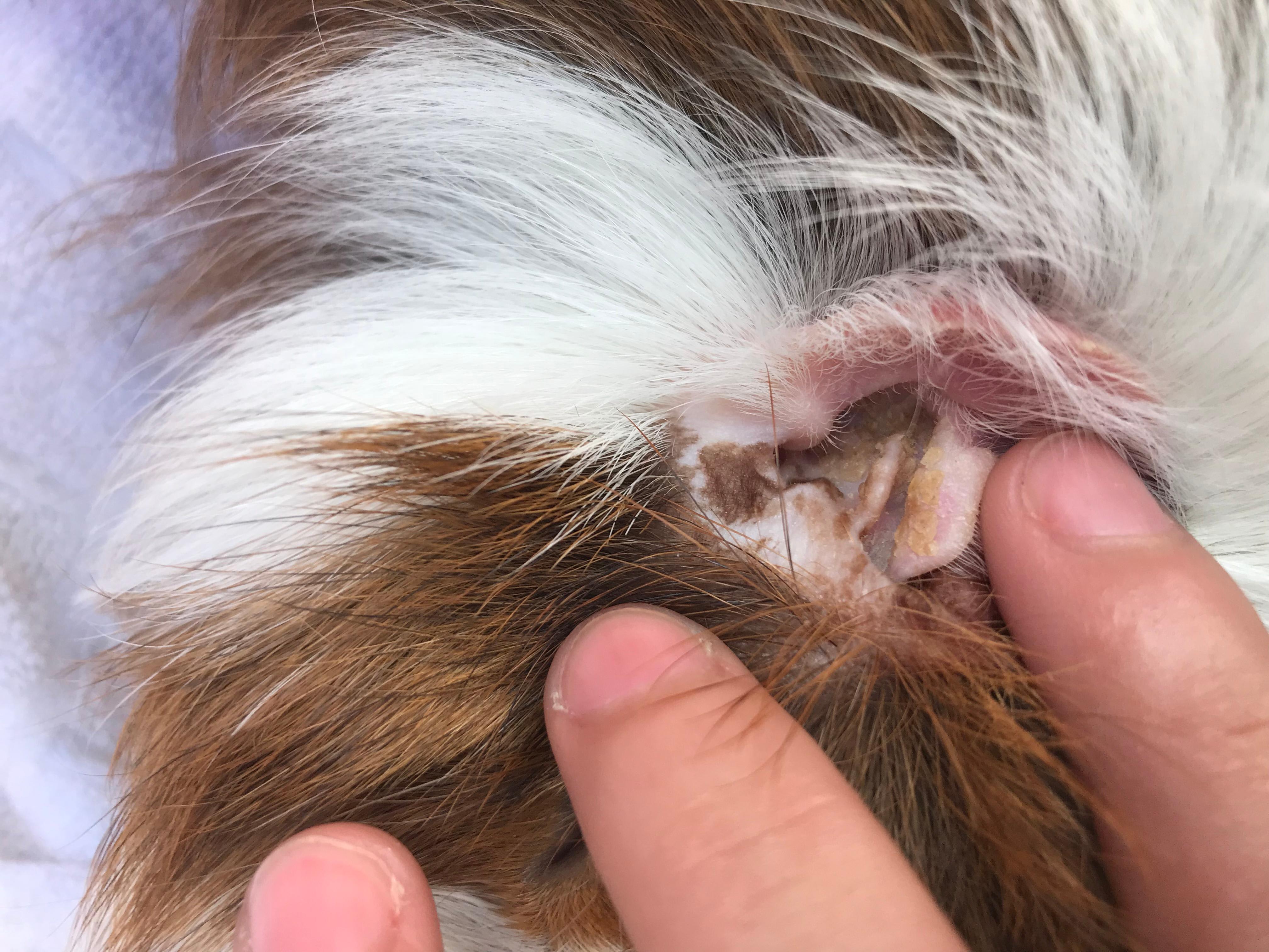 My Guinea Pig Has a Crusty Ear: Safely Clean & Treat It | Petco