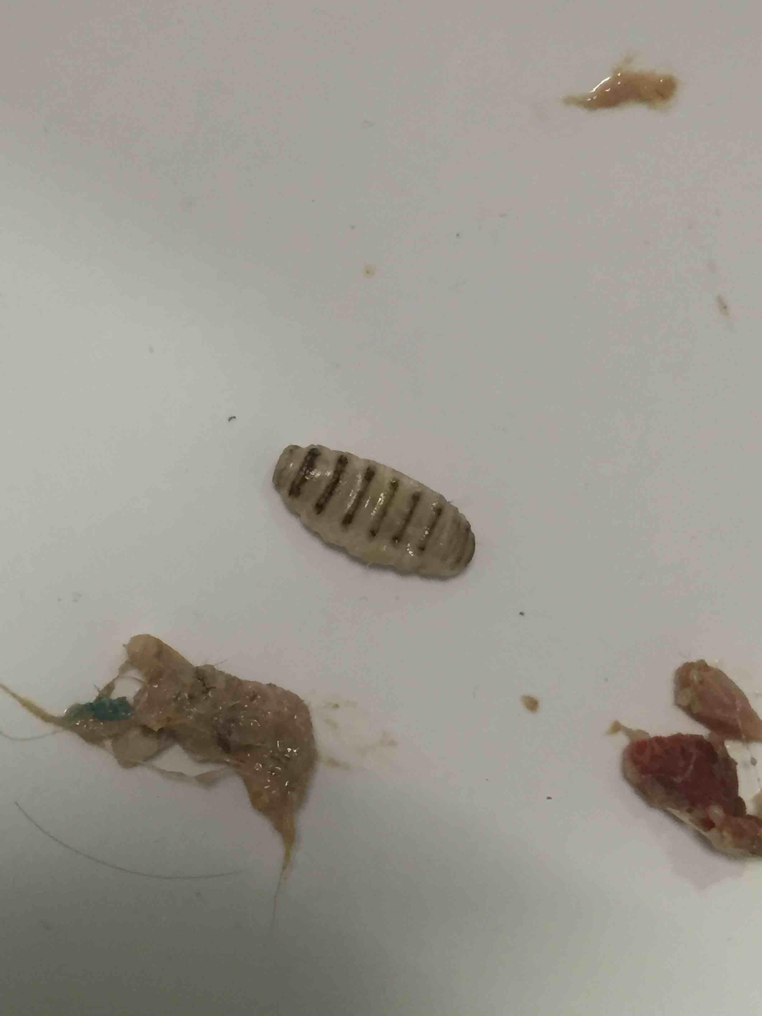 My dog threw up a bug. Does he have stomach worms or parasites? | Petco