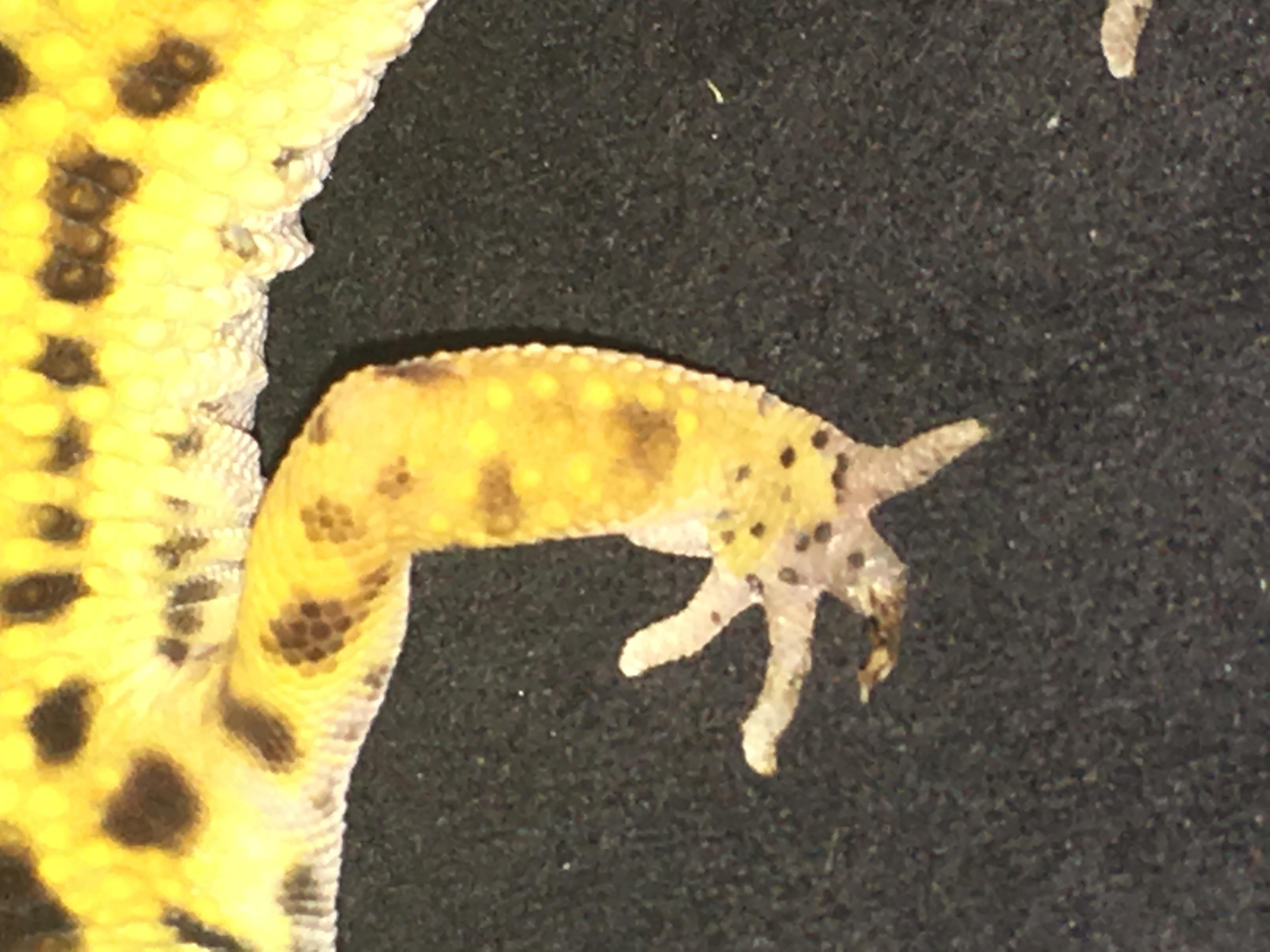 Why is my leopard gecko's toe brittle, discolored, and falling off? | Petco