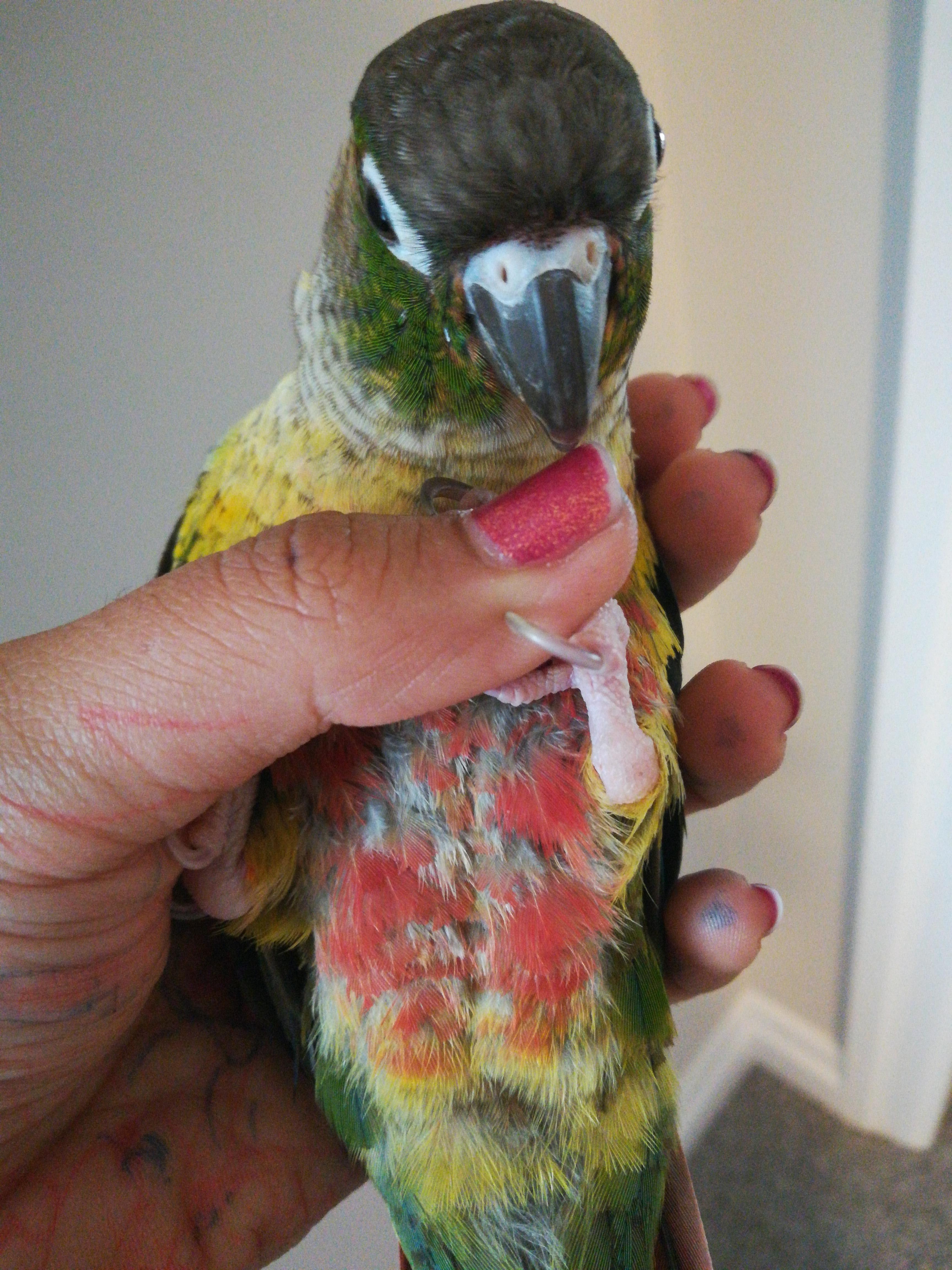 Why is my bird plucking, changing color, and pooping orange? | Petco