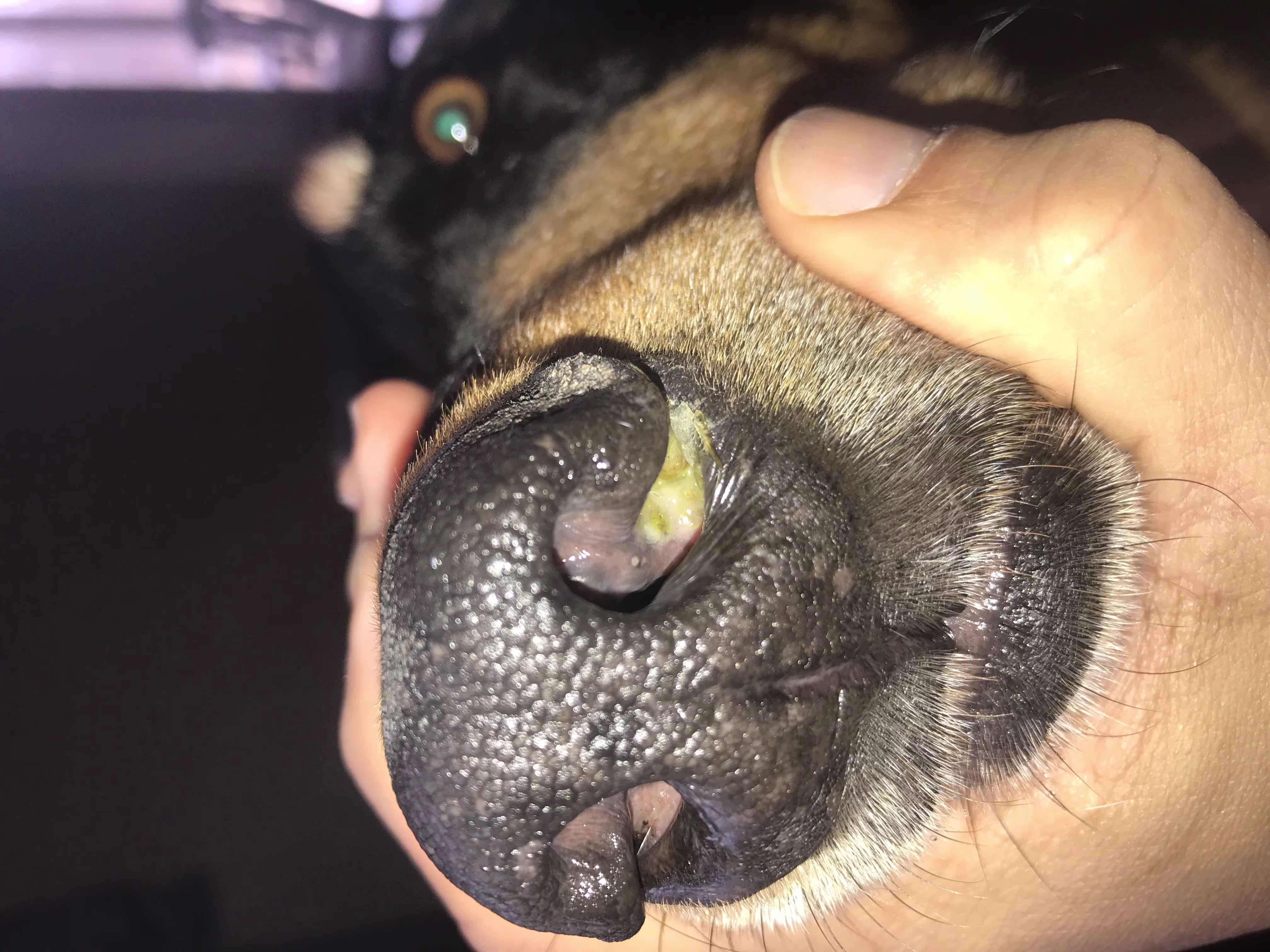 Why is my large dog's nose crusty and discolored on one side? | Petco