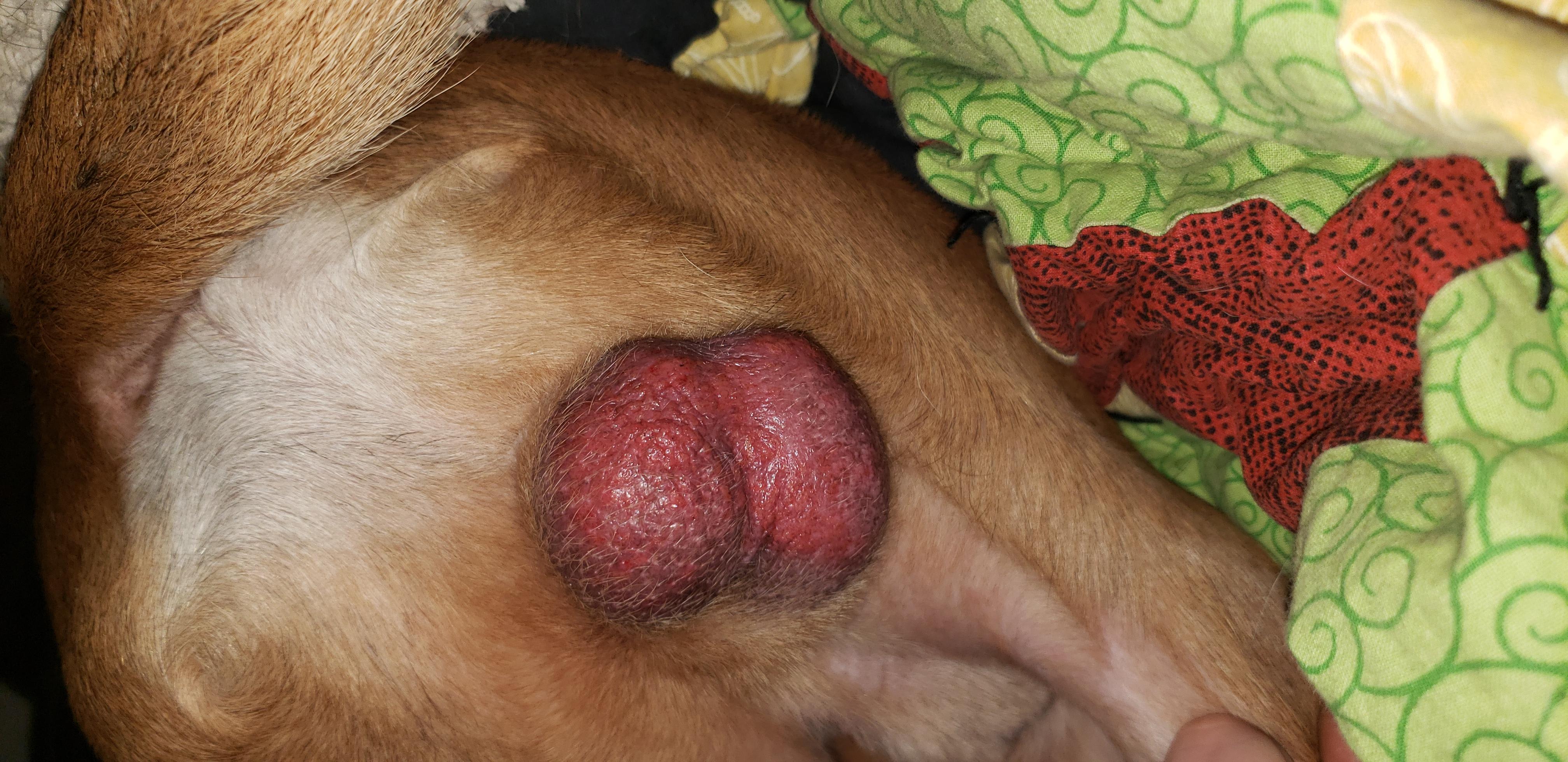 Why are my dog's testicles swollen, red, and persistent? | Petco