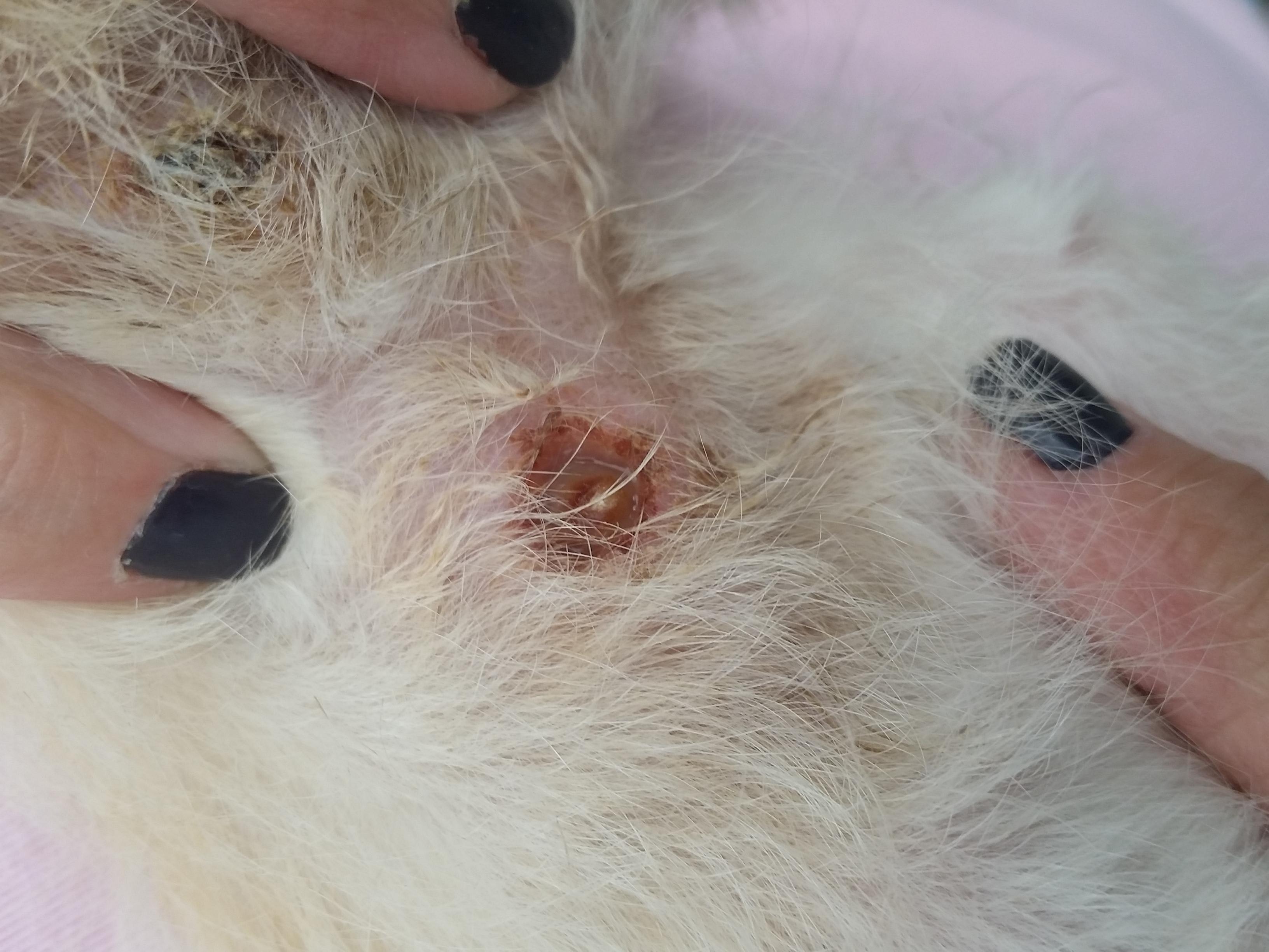 My puppy has pus neck sores. Treat at home or vet visit? | Petco