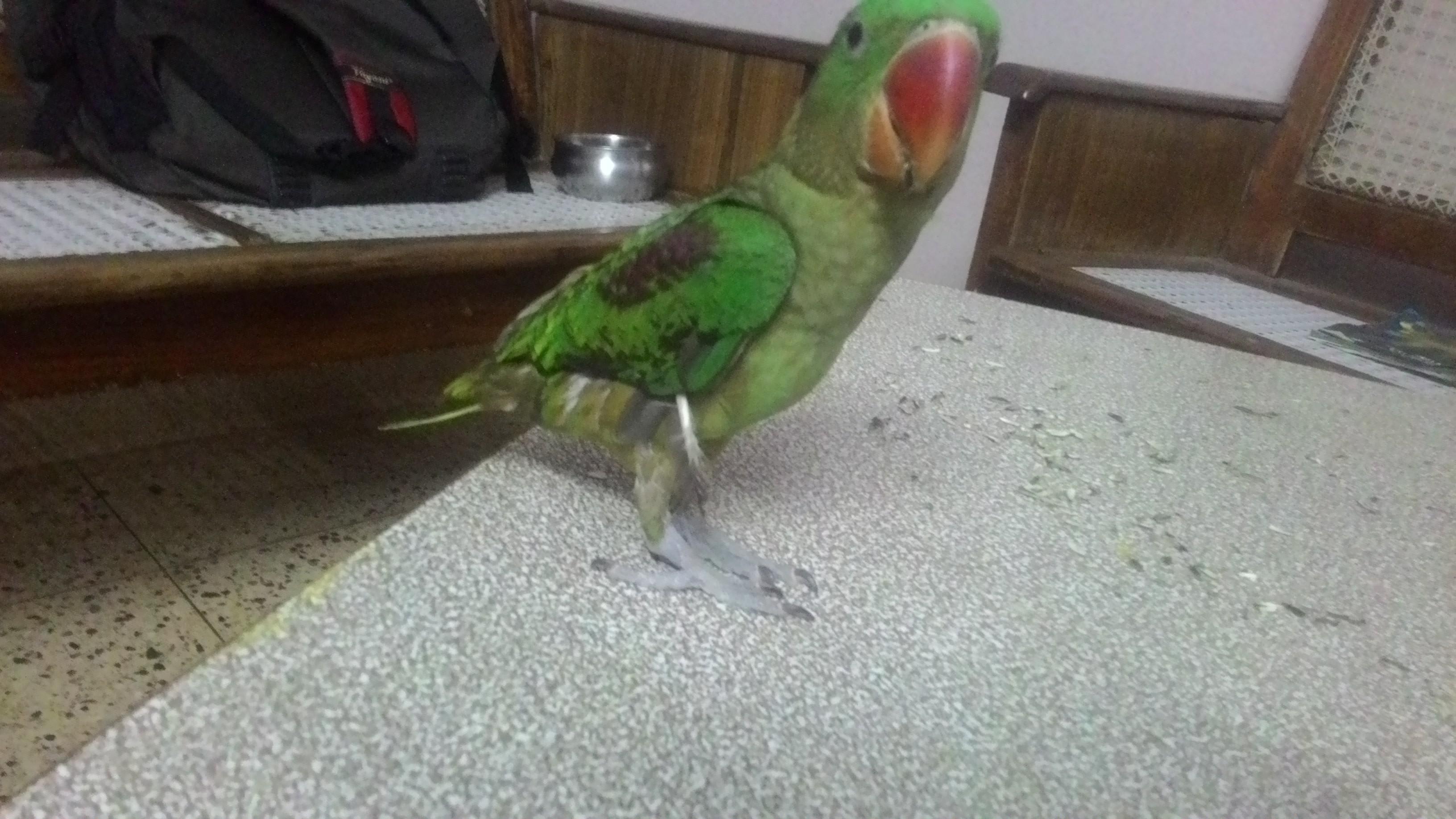 My parrot is losing a lot of feathers. What could be the cause? | Petco