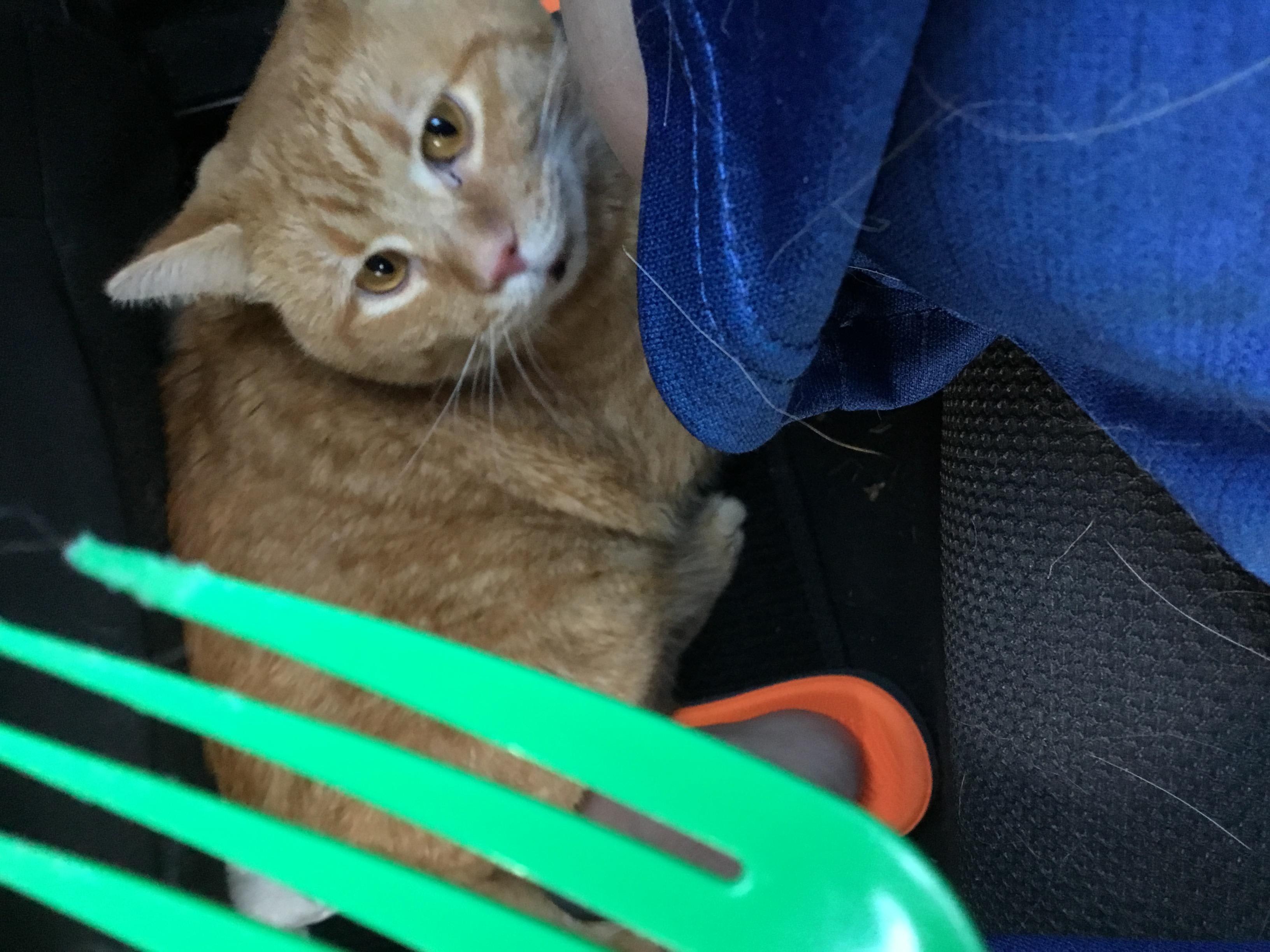 Is Melatonin Safe for Sedating Your Matted Cat for Home Grooming? | Petco