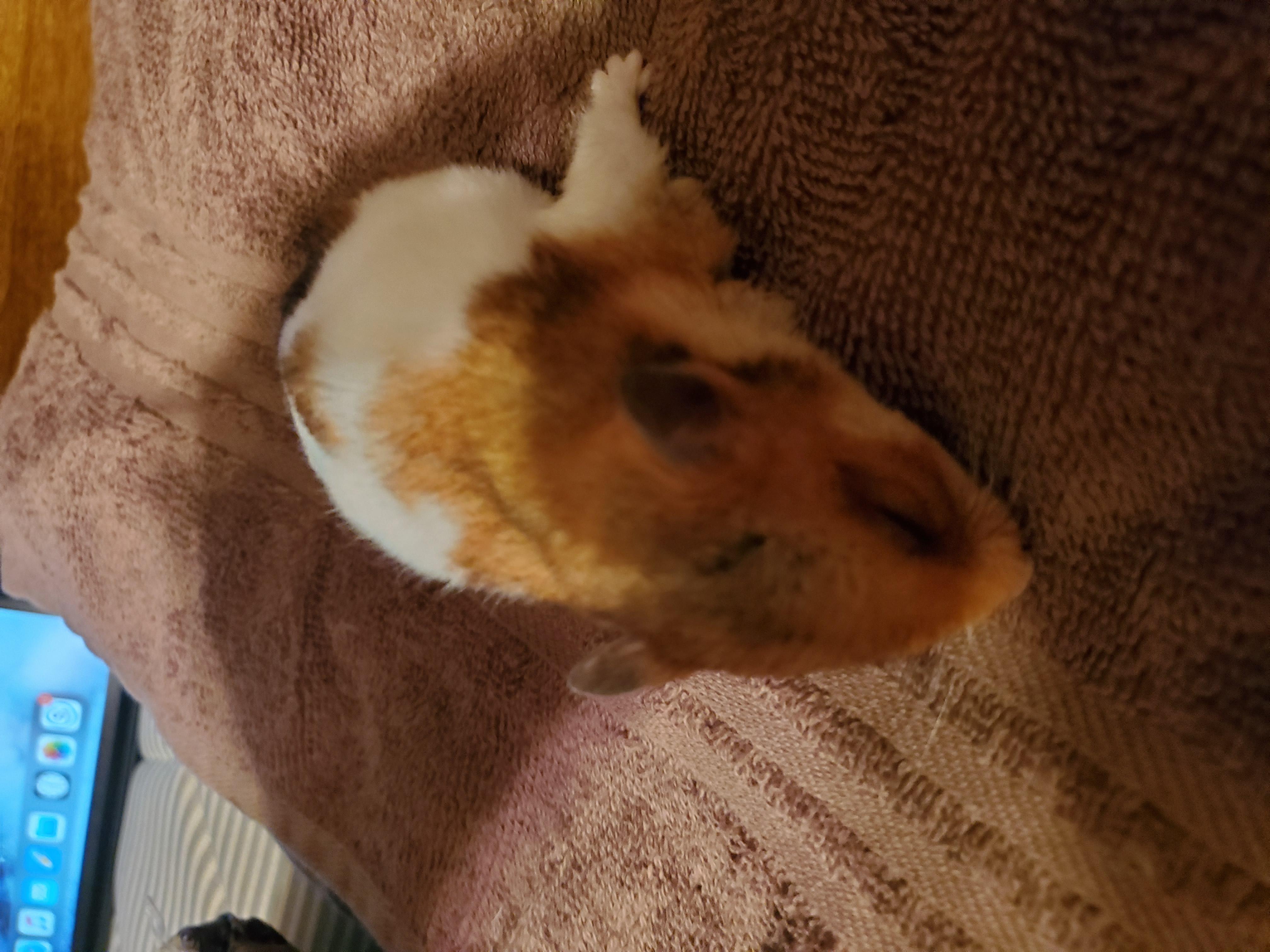 Hamster has bloody stool, constipated, won't eat? What's wrong? | Petco